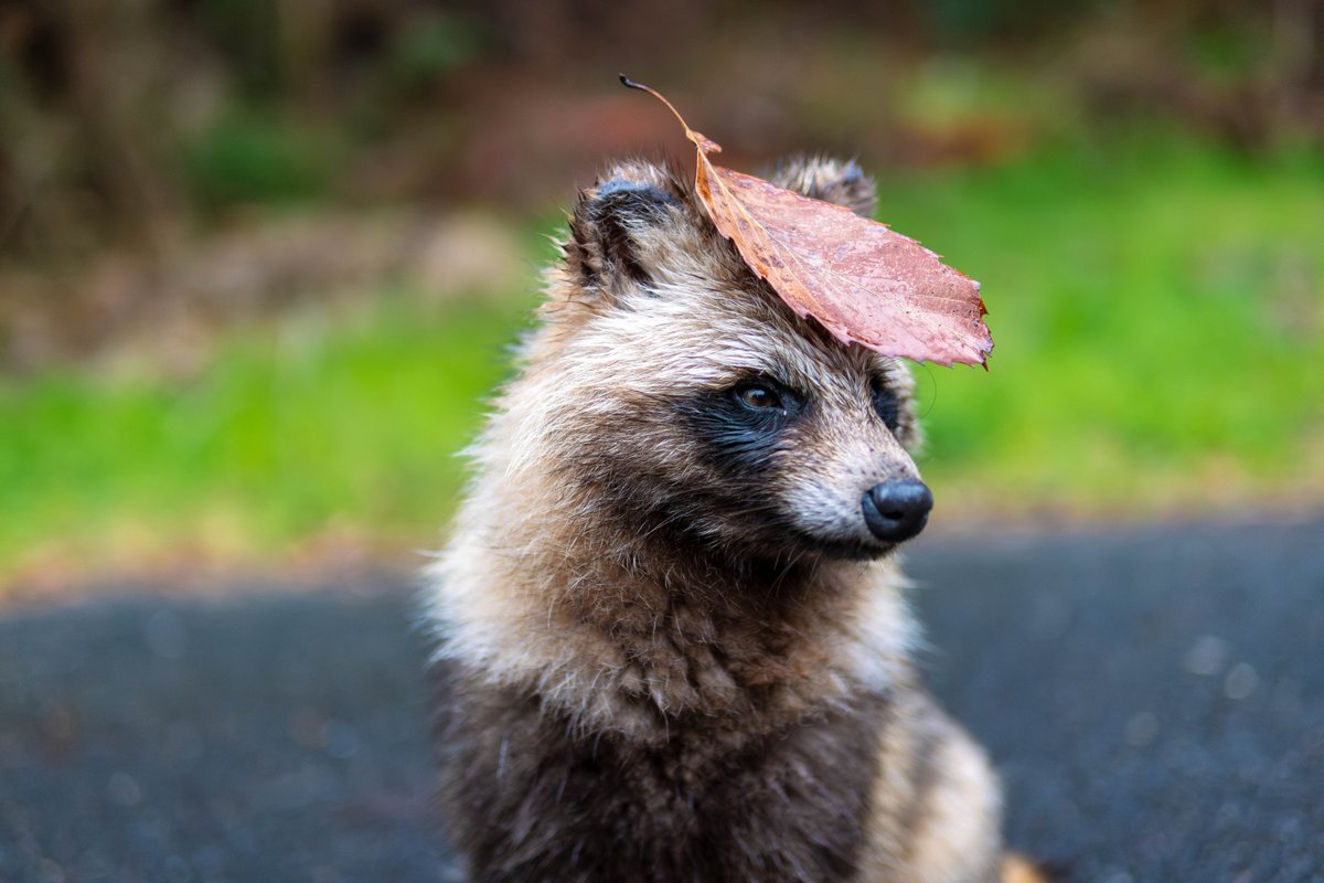 たぬきのかわいい写真 Cute tanuki Photo｜yohaku_photo