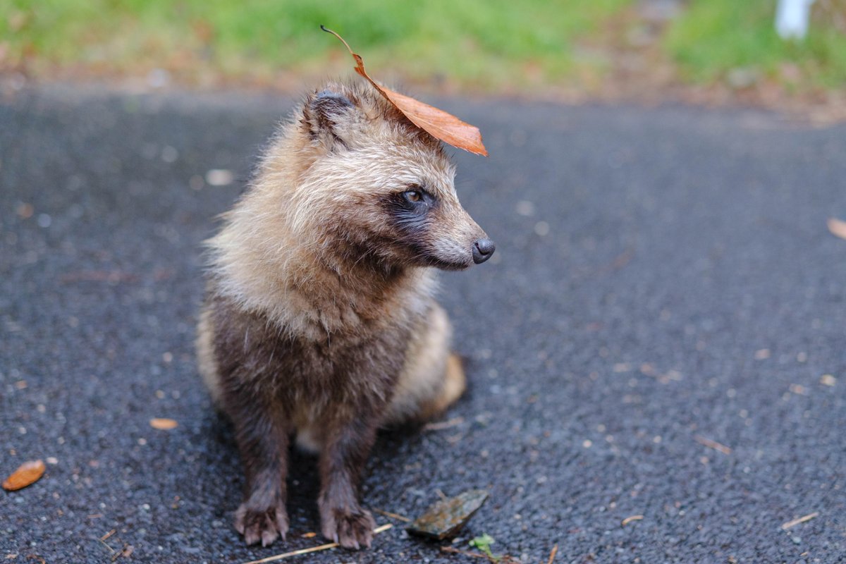 たぬきのかわいい写真 Cute tanuki Photo｜yohaku_photo