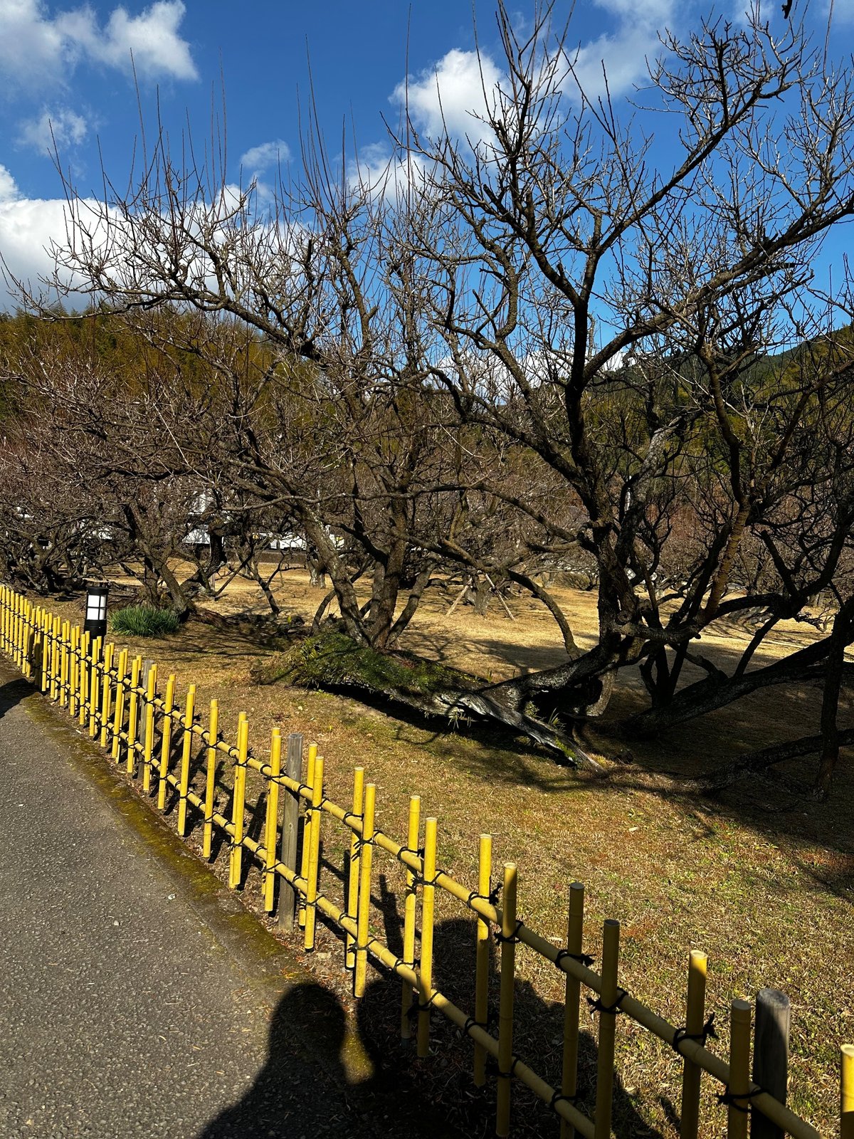 ＜春の庭から＞私が出会った「梅」の話をいくつか。｜haco 🍀ガーデンプランナー🌱庭のある暮らし植物のある暮らし