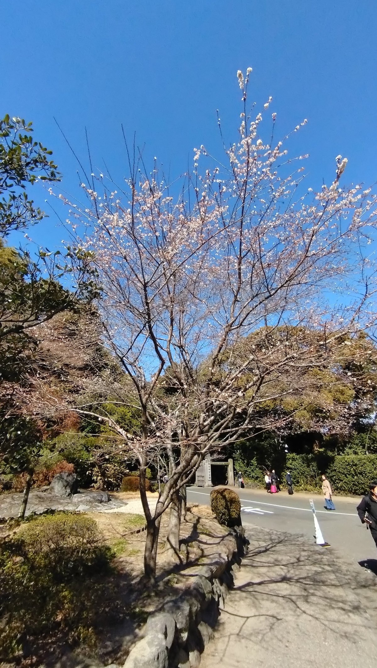 梅の花を探したけれど全然見つけられない。｜HRSD-note