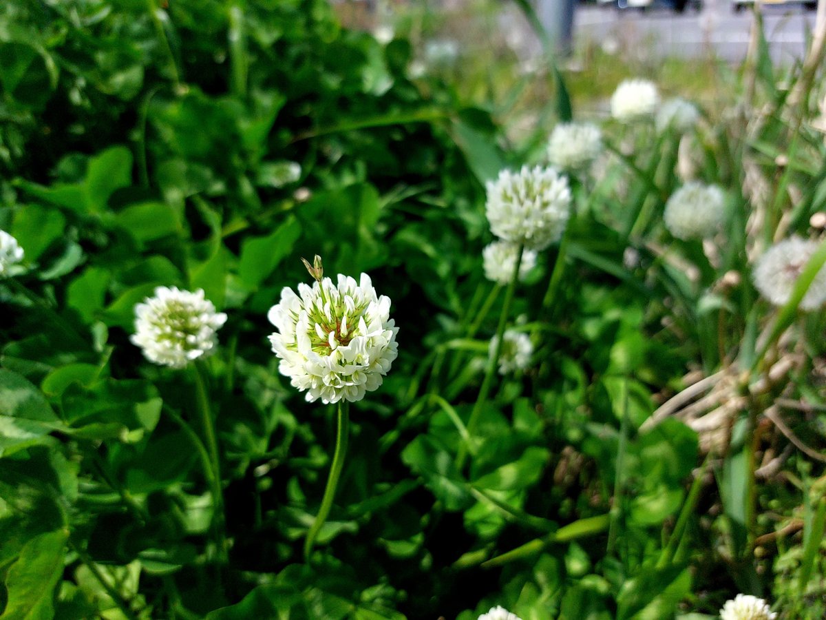誕生日｜琴ノ葉みかん (Mikan Kotonoha)