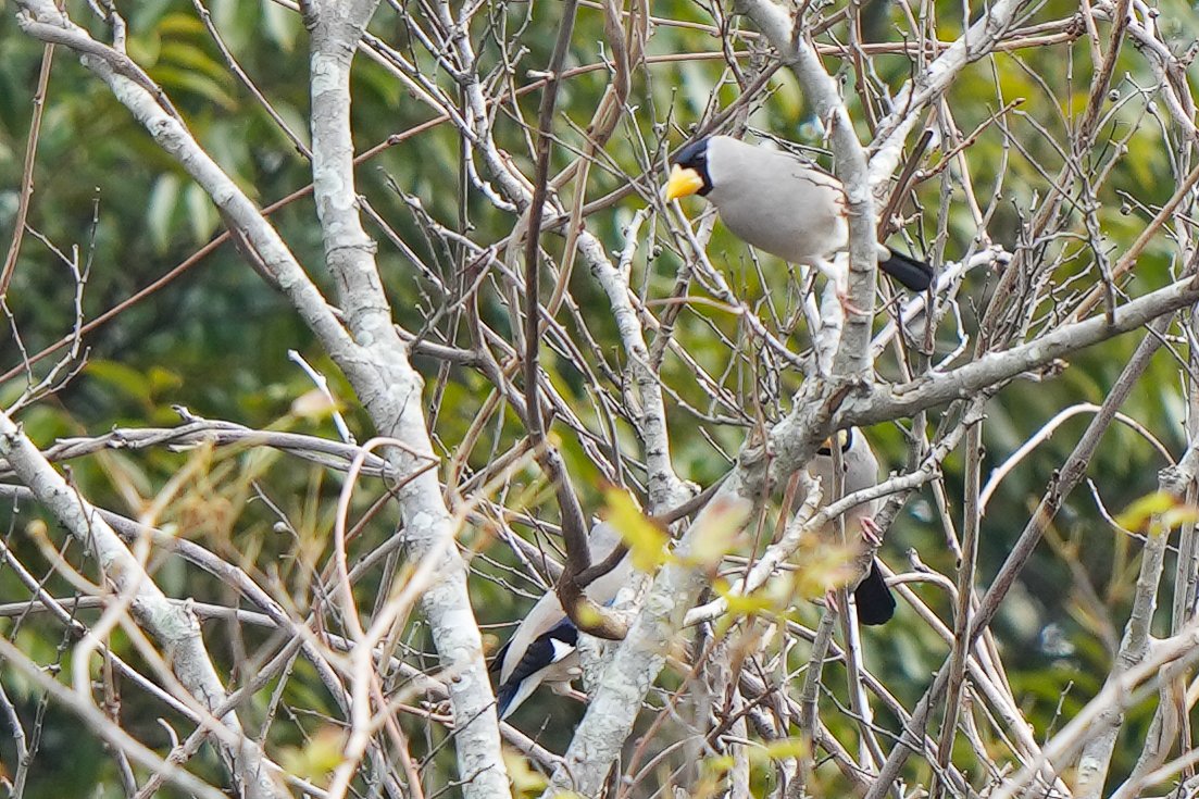 【野鳥】2月15日探鳥 2025-4｜Chacoder