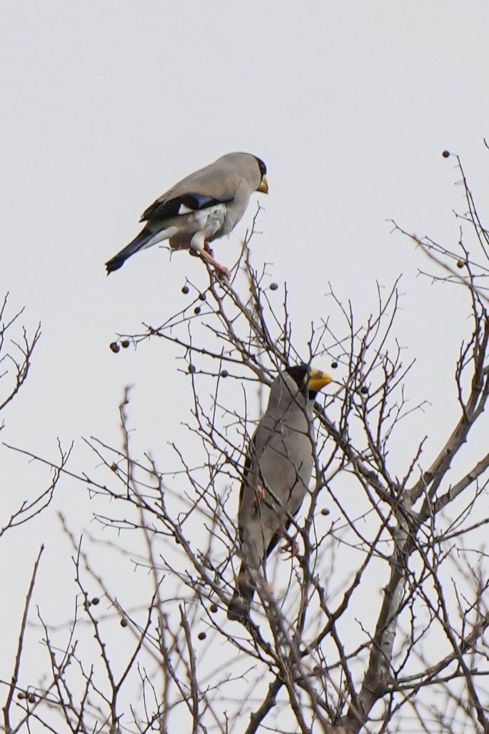 【野鳥】2月15日探鳥 2025-4｜Chacoder