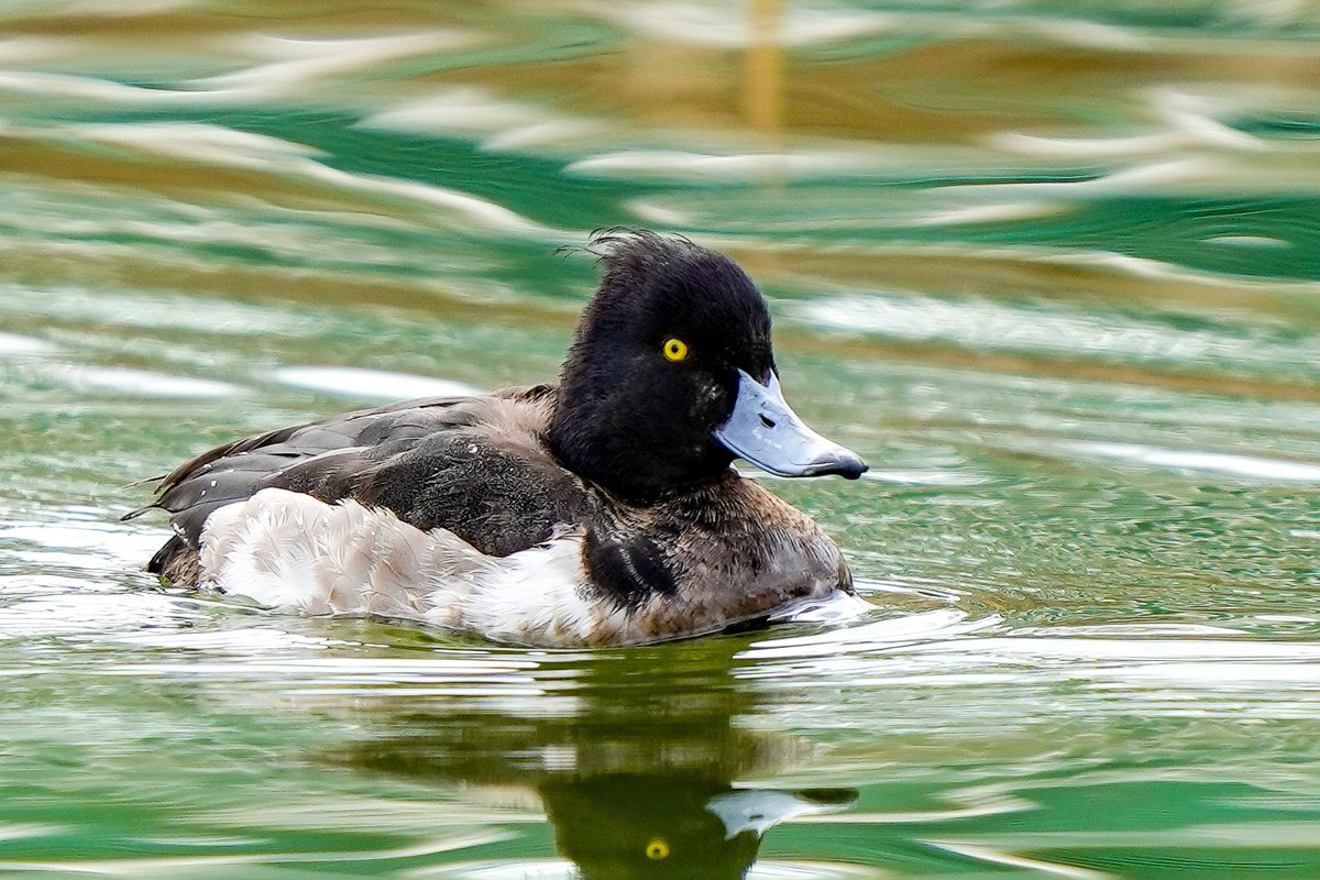 【野鳥】2月15日探鳥 2025-4｜Chacoder