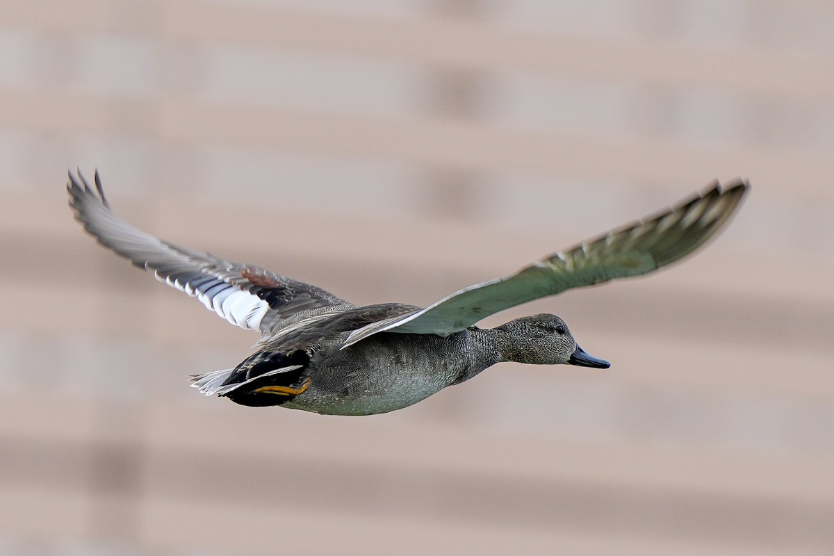 【野鳥】2月15日探鳥 2025-4｜Chacoder