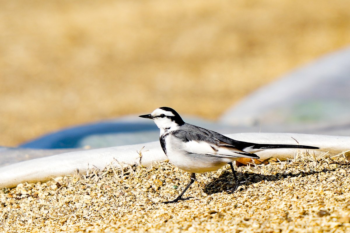 【野鳥】2月15日探鳥 2025-4｜Chacoder