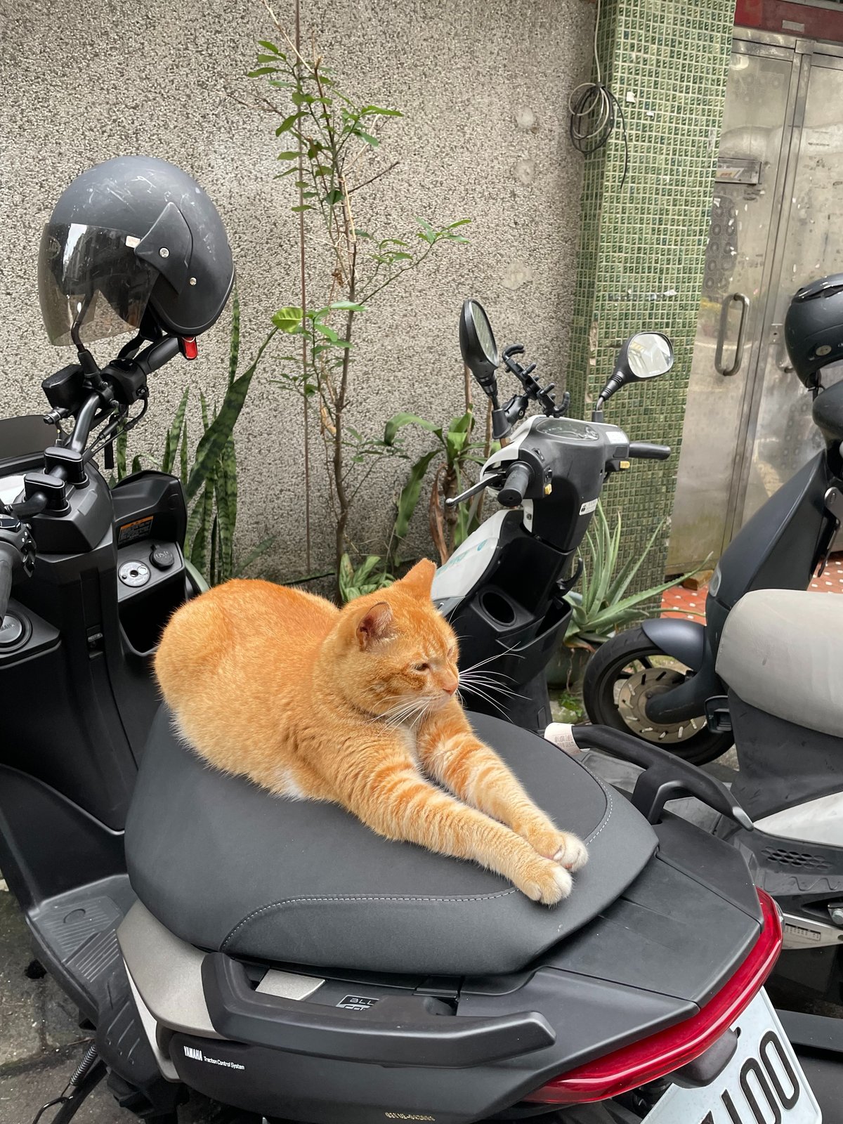 台湾の気ままな猫たち｜タピ（台湾ワーホリ）