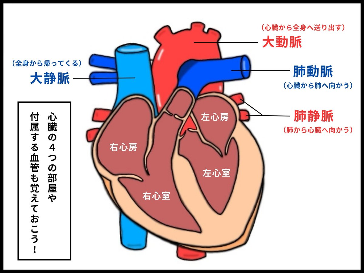 【心臓の構造と働き】イラスト図解でわかりやすく解説!!｜おがちゃん先生／解剖生理