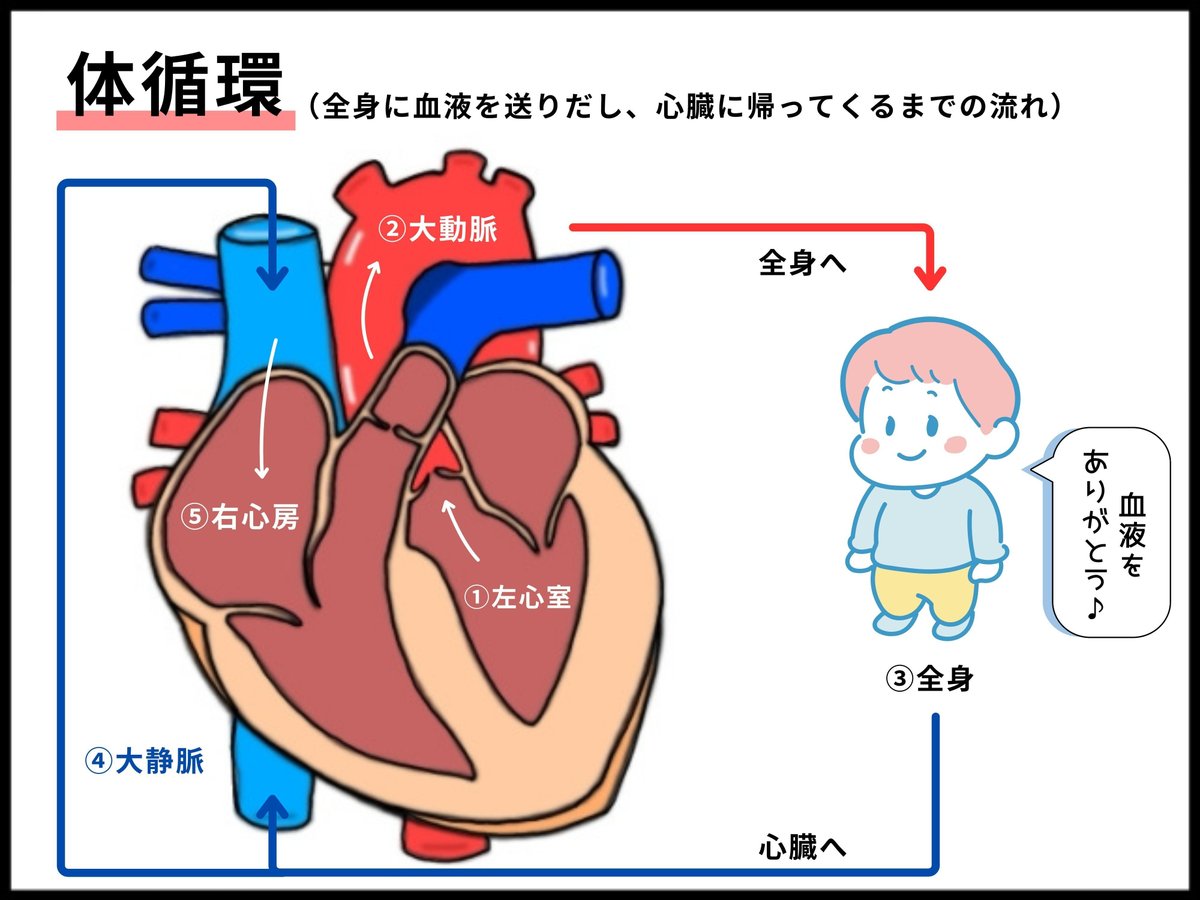 【心臓の構造と働き】イラスト図解でわかりやすく解説!!｜おがちゃん先生／解剖生理