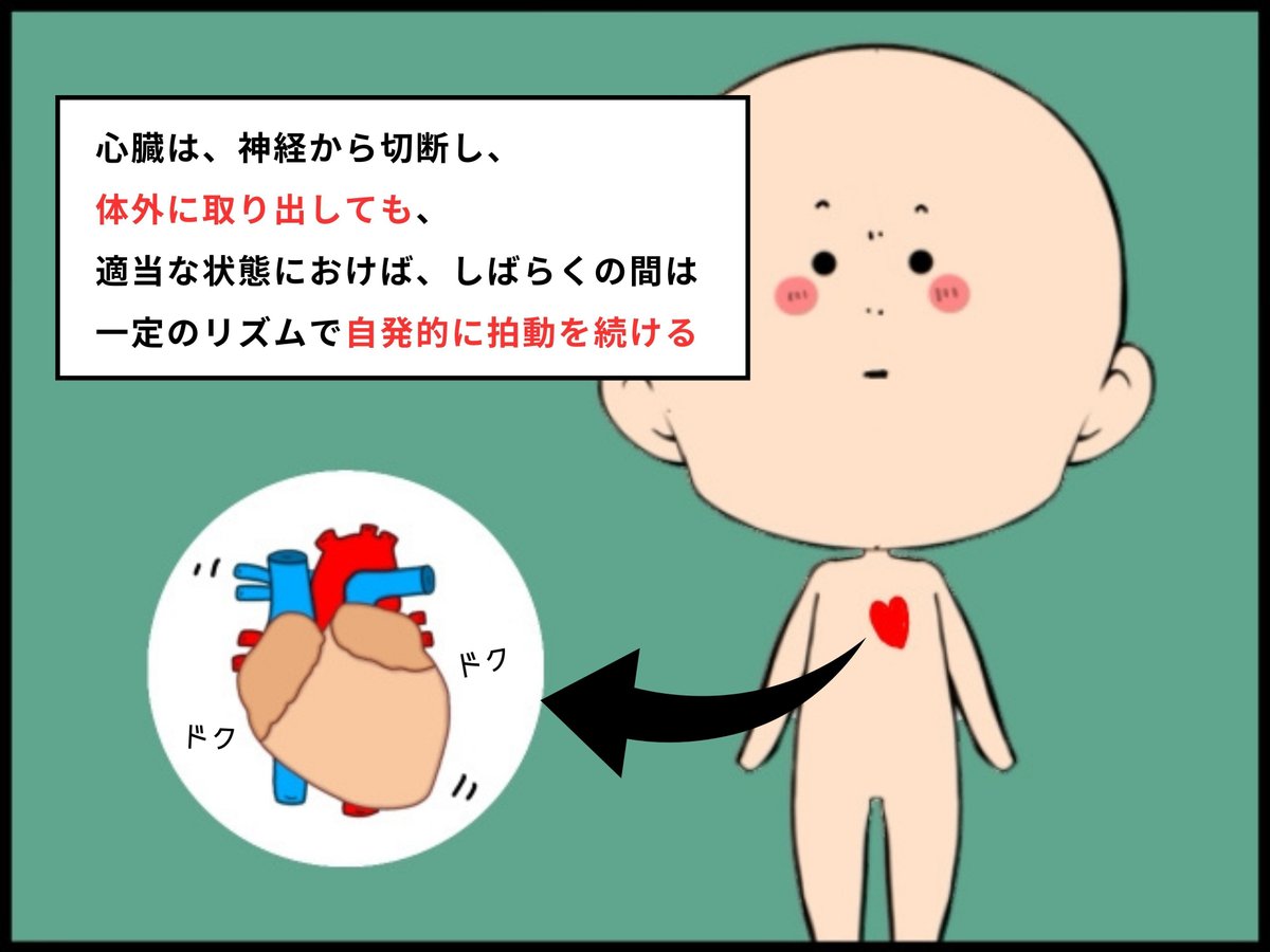 【心臓の構造と働き】イラスト図解でわかりやすく解説!!｜おがちゃん先生／解剖生理