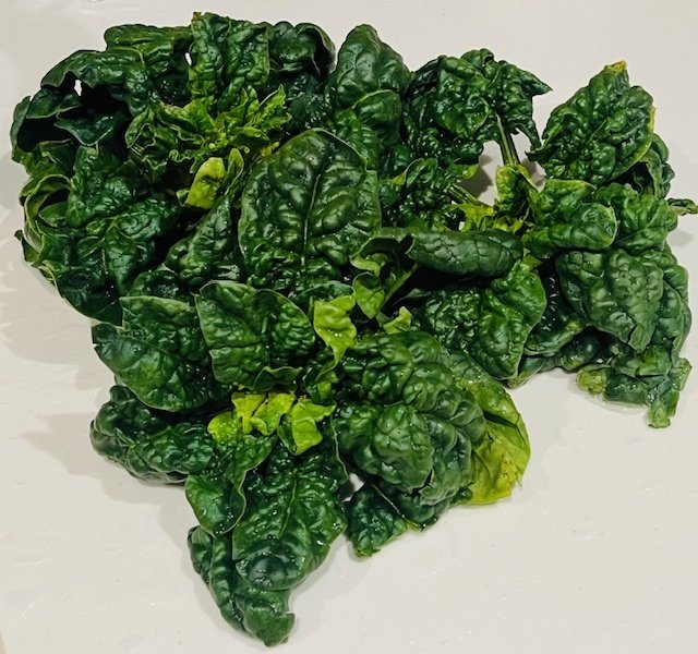 うまそな、ちぢみほうれんそう｜CHIZUKO i