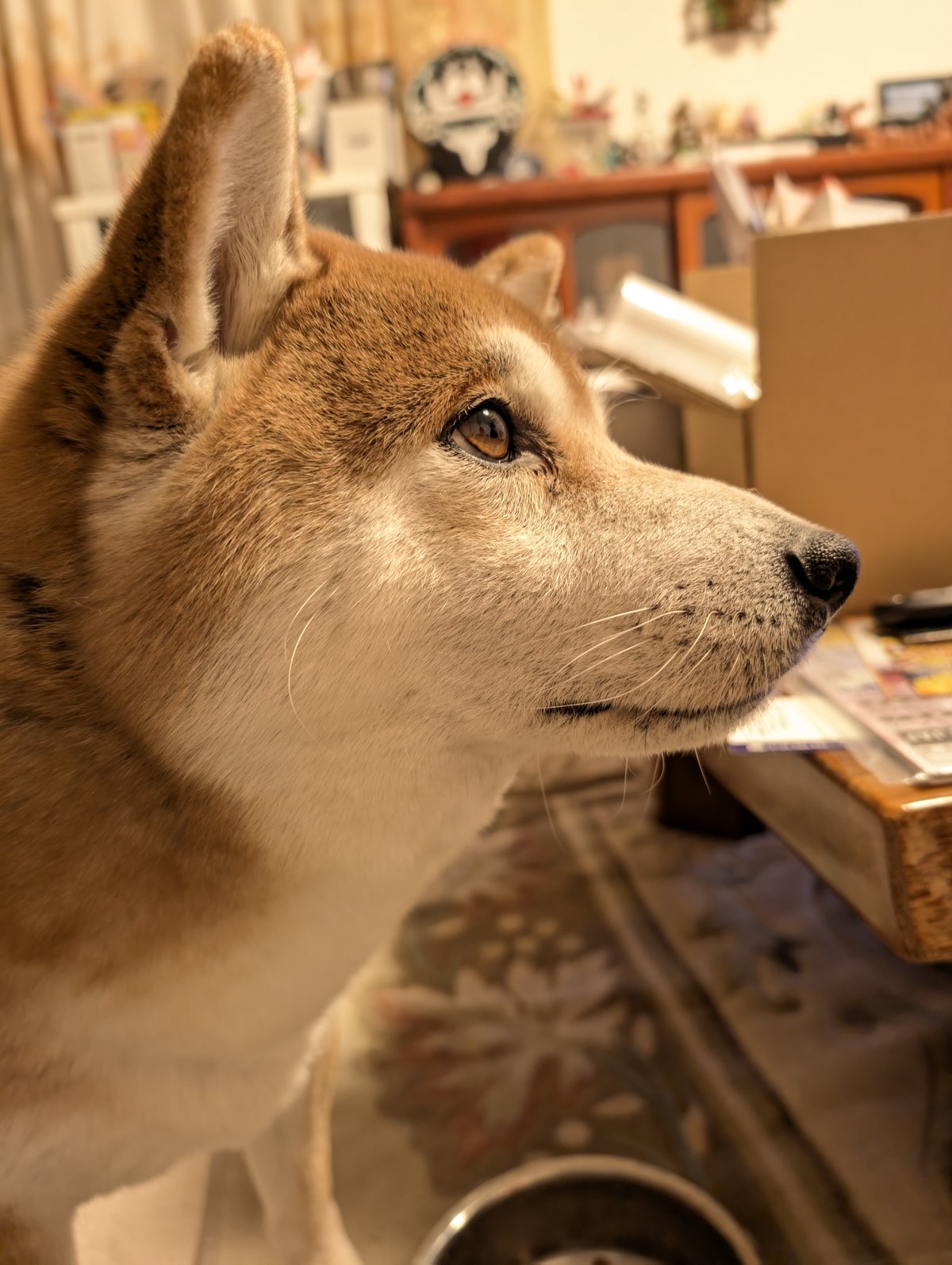 琥珀色の瞳｜Akihiko Oosugi