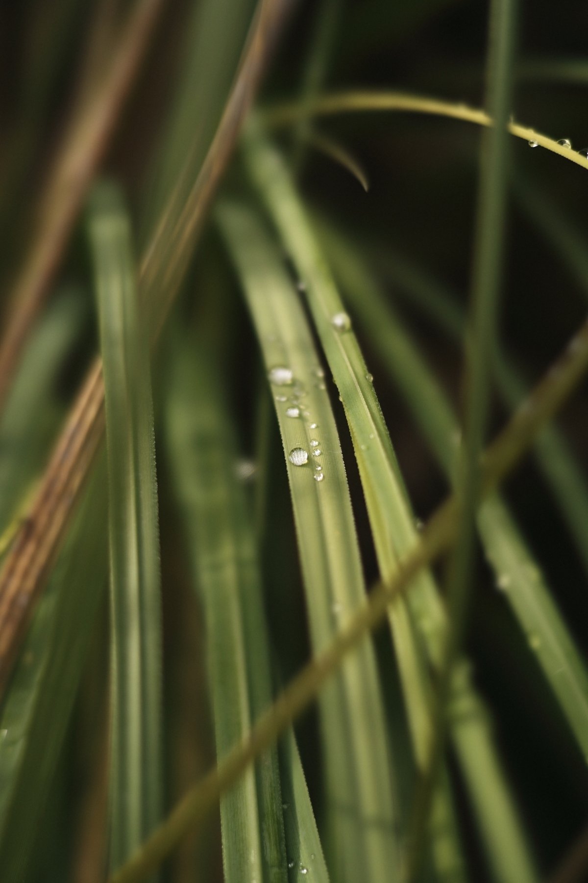 RF50mm F1.8 STM のBBL改造｜計画計画