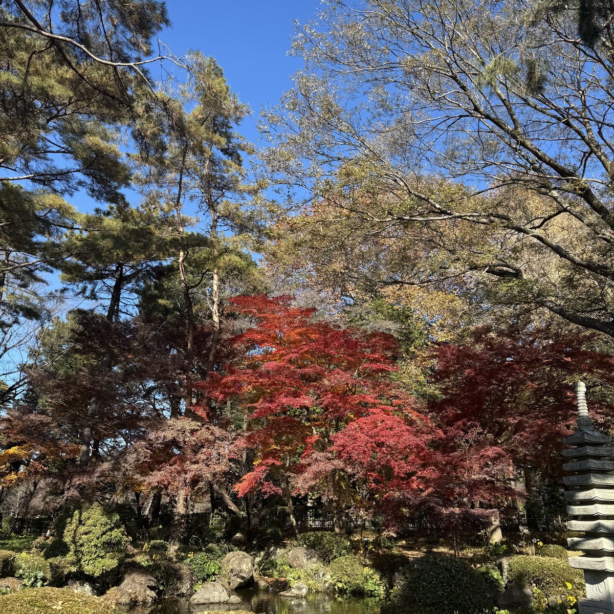 ヒーラーの心と体を整える 〜氷川神社で感じた癒しの力〜｜ヒーリングサロン HOOLOLI（ホーロリ）稲月シロ