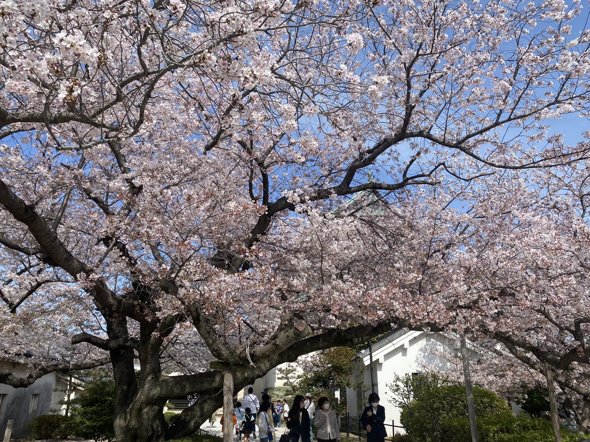 [和歌山観光②]和歌山城｜Atsuko YASUMOTO