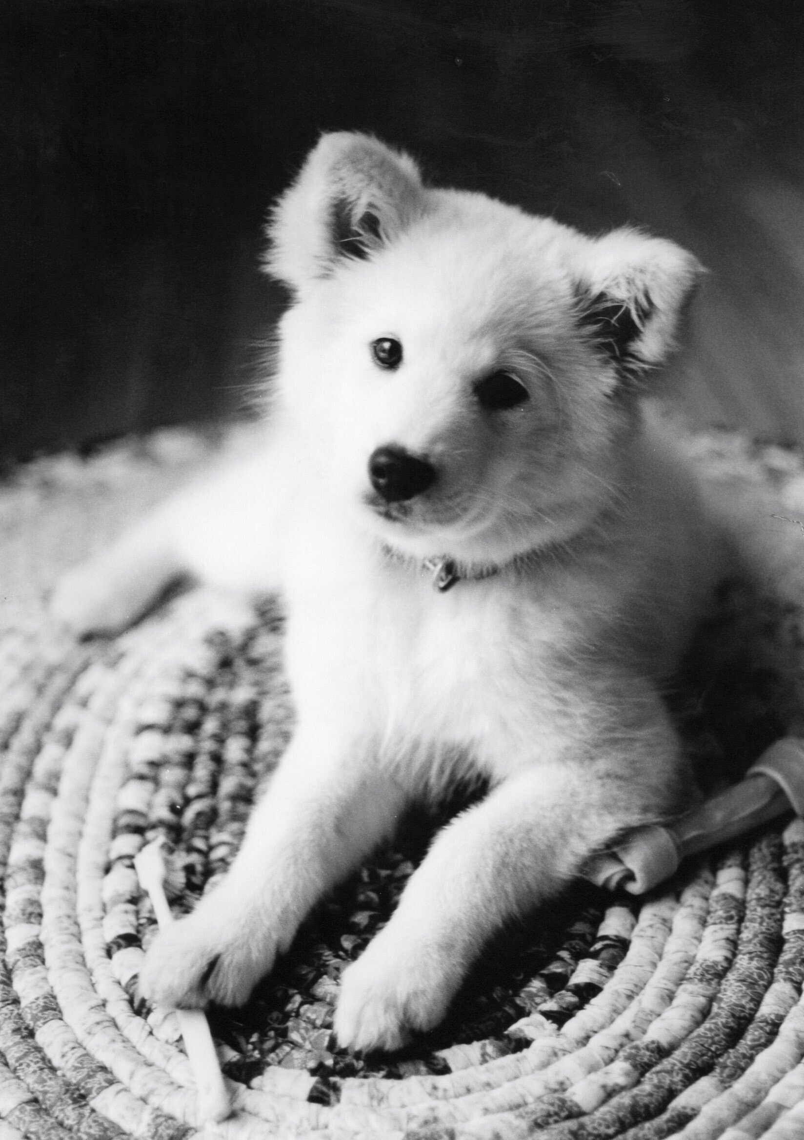 写真「With The Dogs」・・・ポートレート｜Rabi Sato