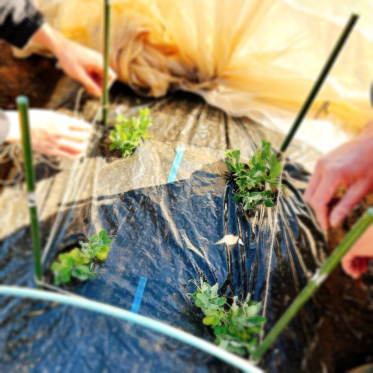 夫婦で野菜を育てる-5-｜世田谷のDINKs(幸福な子なし夫婦)