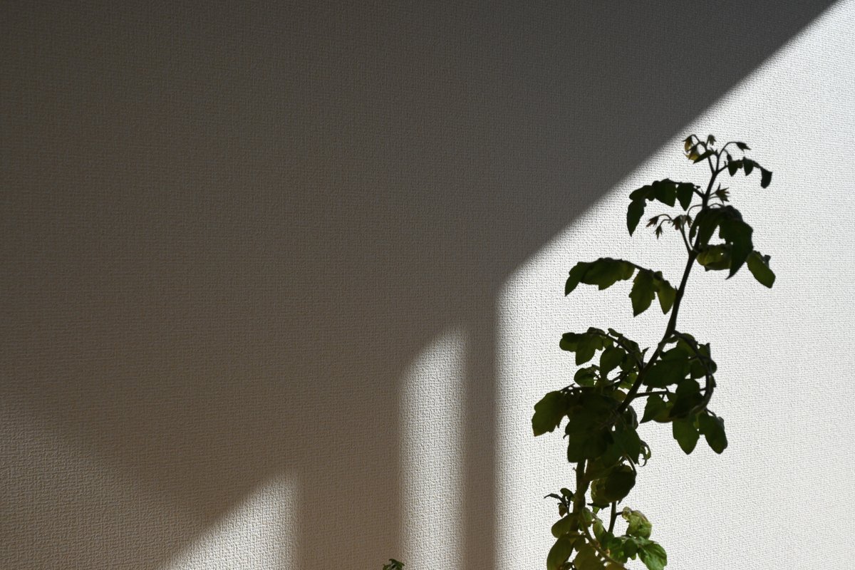 冬のミニトマト｜furuko