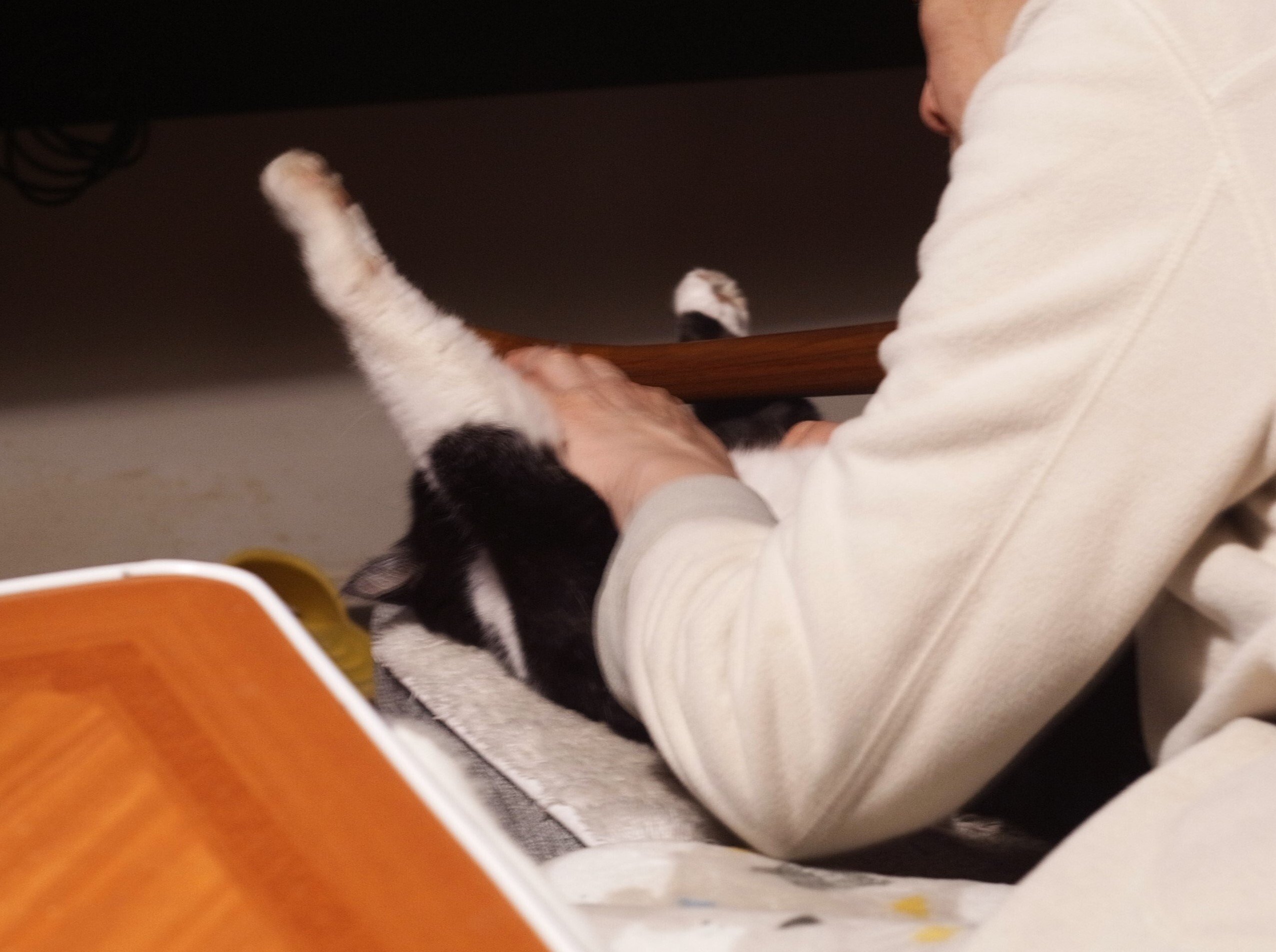 写真「猫百態」・・・痒いーの｜Rabi Sato