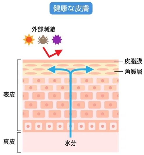 Skin Barrier Function And Its Role｜株式会社プルソワン 1810