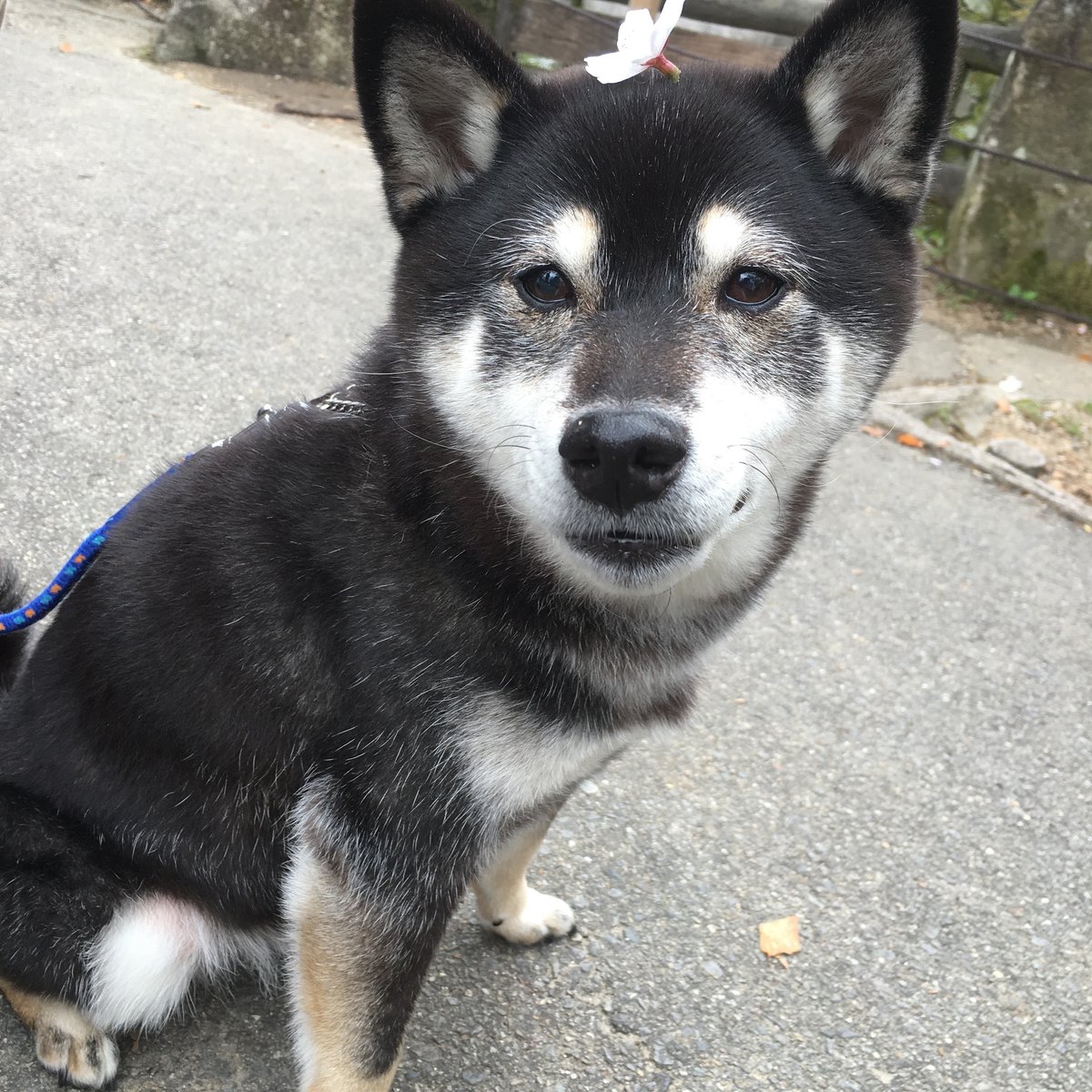 たまにはカメラの話｜ichi_graphy