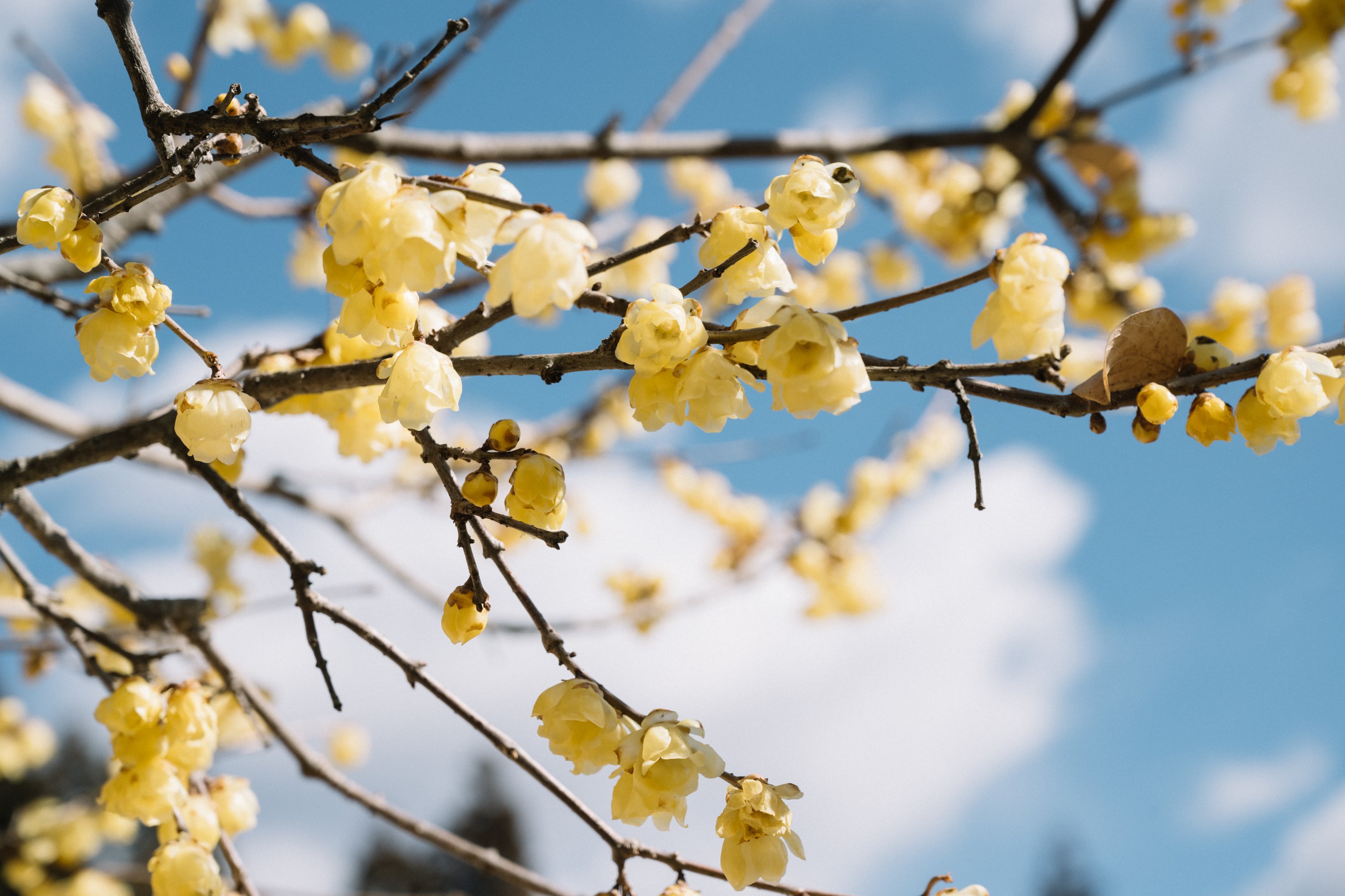 小鹿野町の早春｜小鹿野町地域おこし協力隊 松田 遼