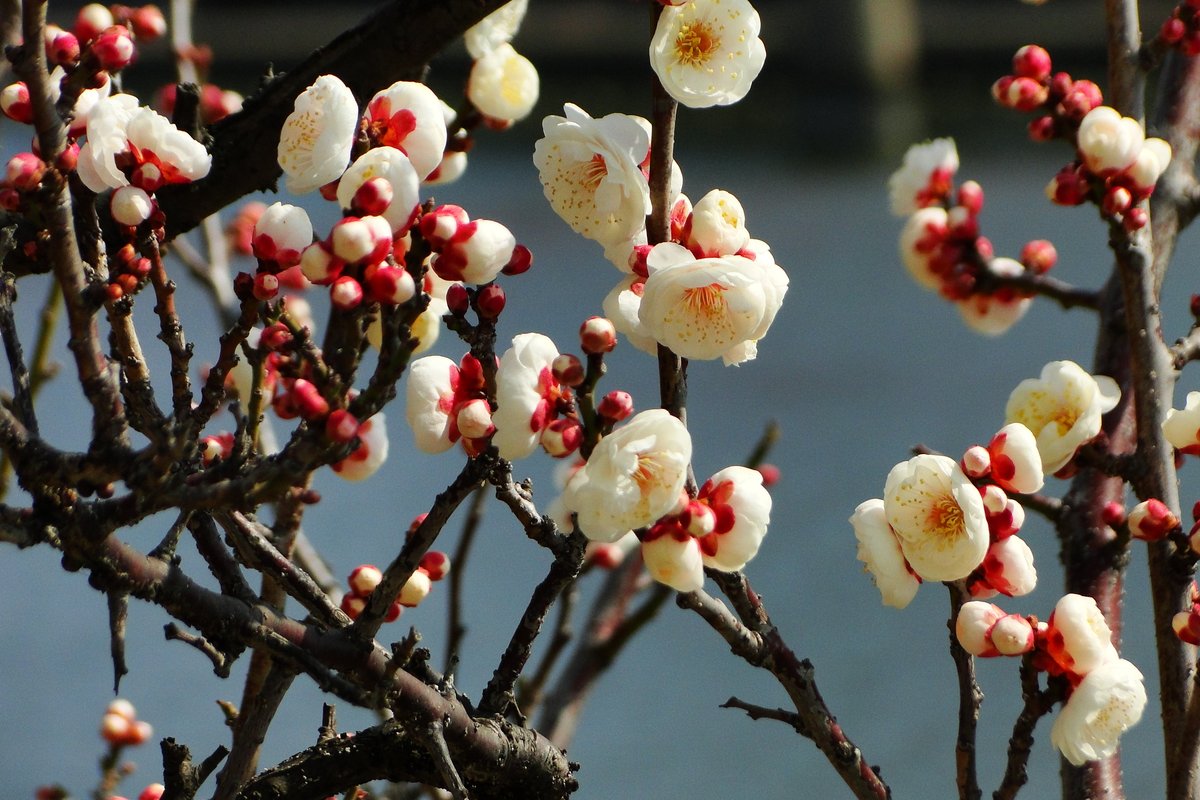 梅と鴨｜HRSD-note