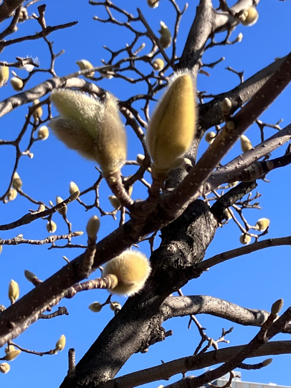 【日記】春かしら？｜ichi LABO