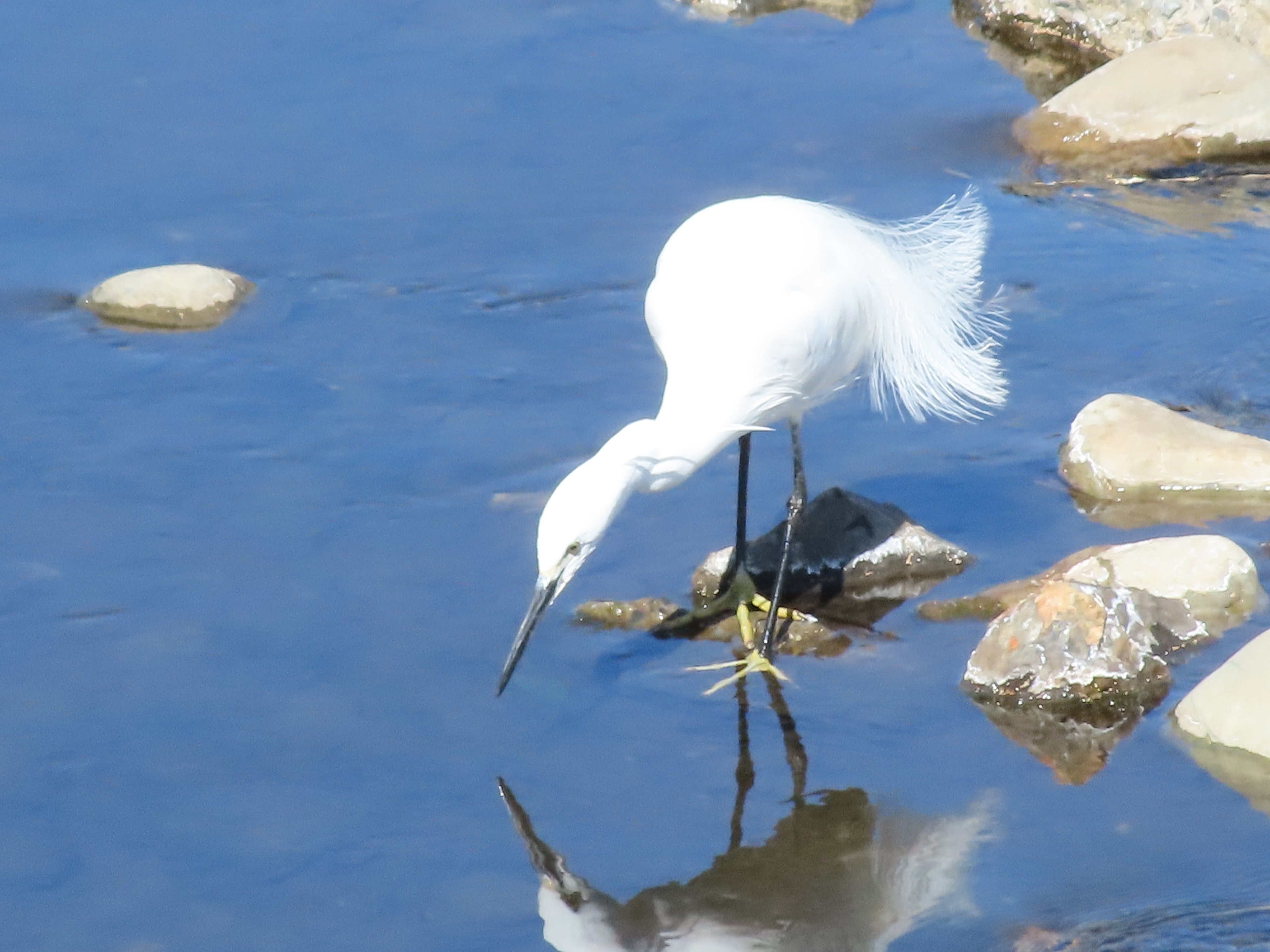 2025年2月27日 よつばと16巻を買いに行く途中でカワセミ｜ExportControl