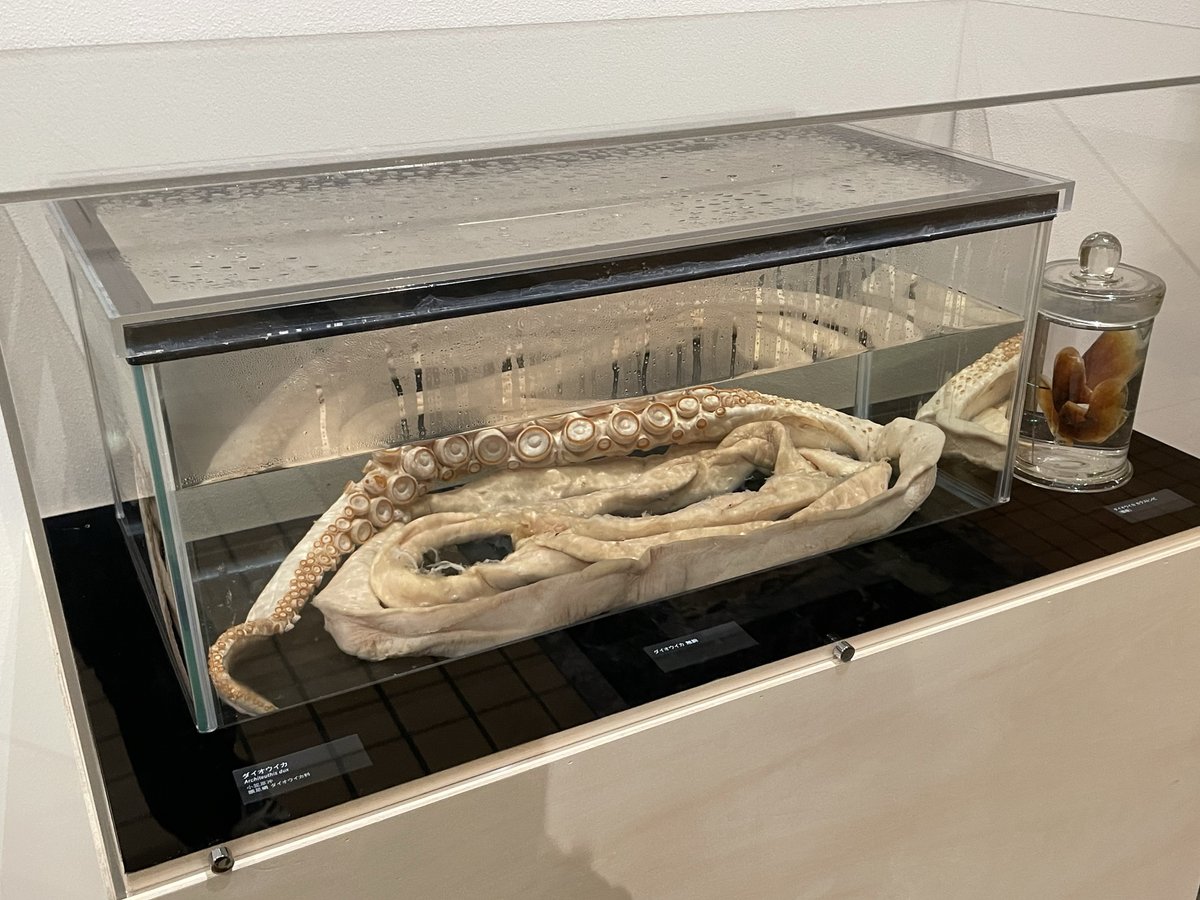 貝に魅せられた人たちによる小さな企画展『貝類展』…上野・国立科学博物館｜かわかわ