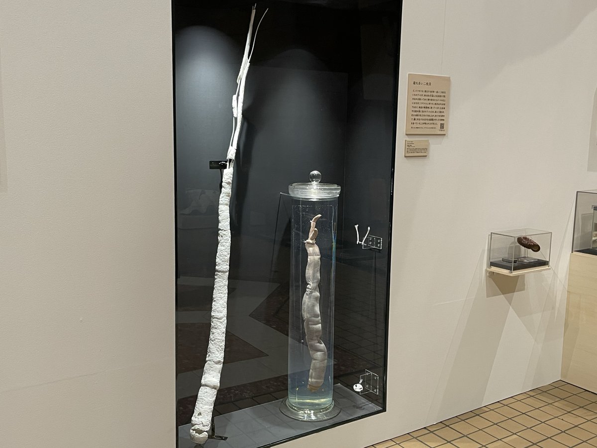 貝に魅せられた人たちによる小さな企画展『貝類展』…上野・国立科学博物館｜かわかわ