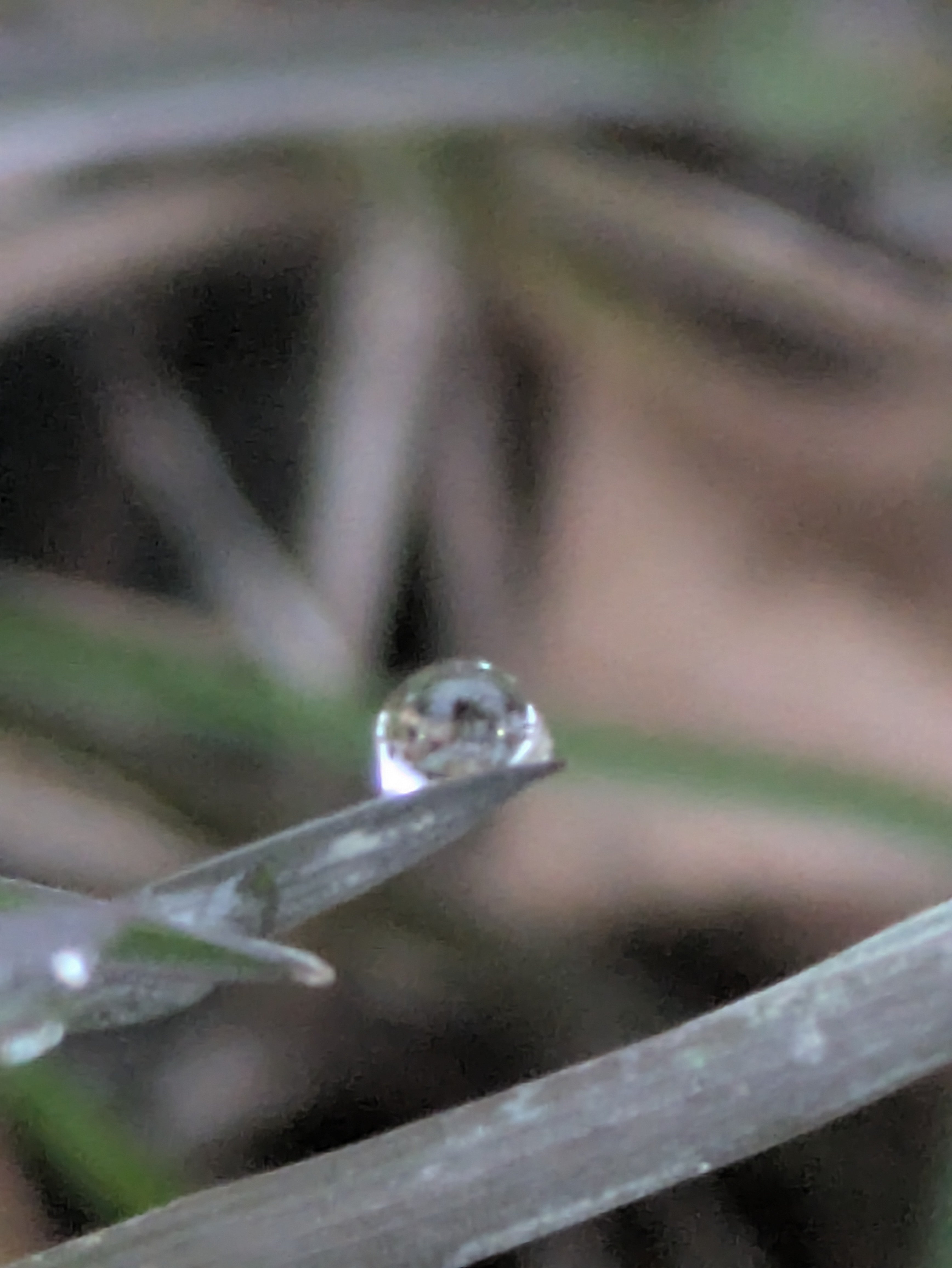 今朝の水滴｜ichiro70