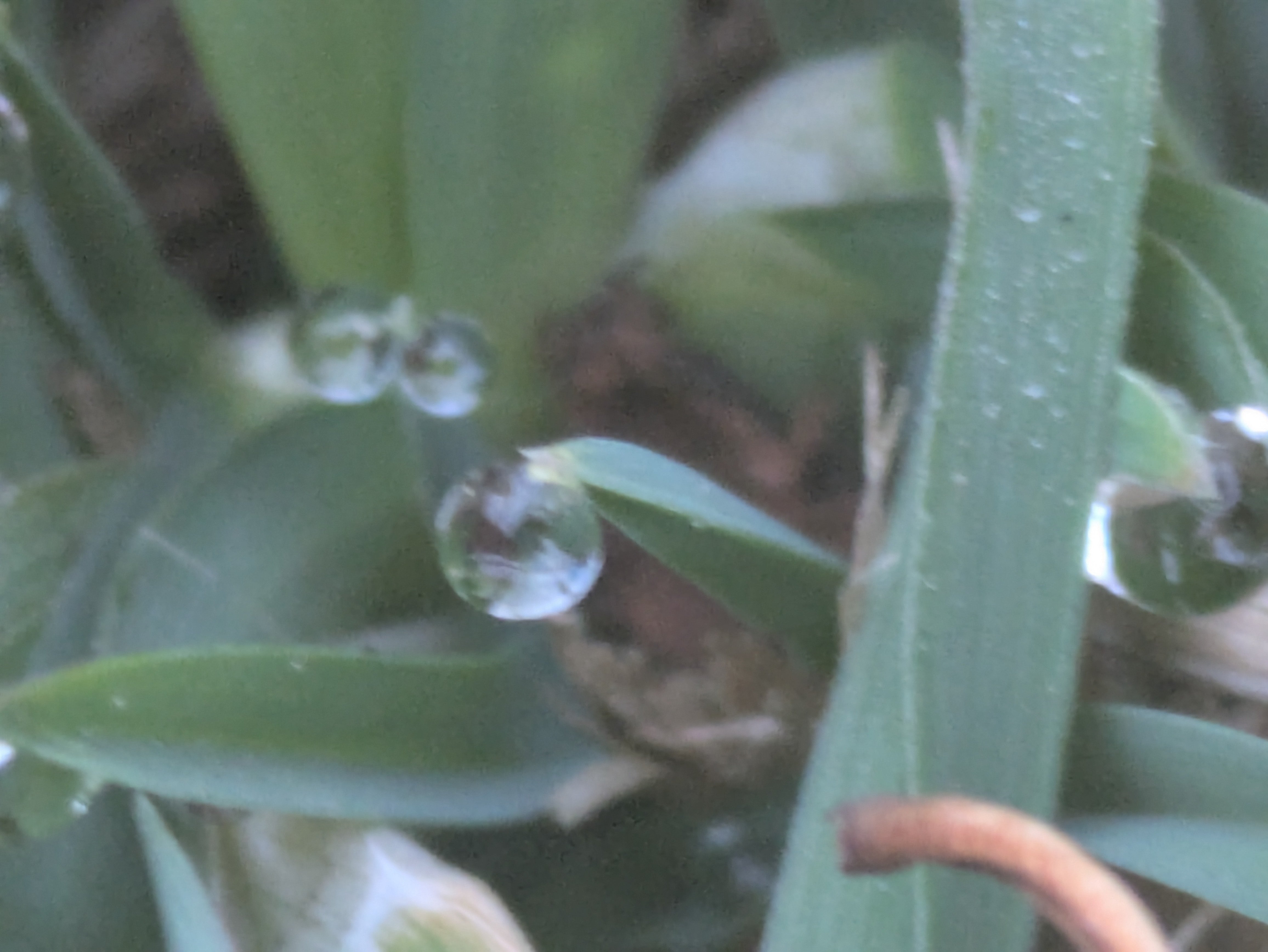 今朝の水滴③｜ichiro70