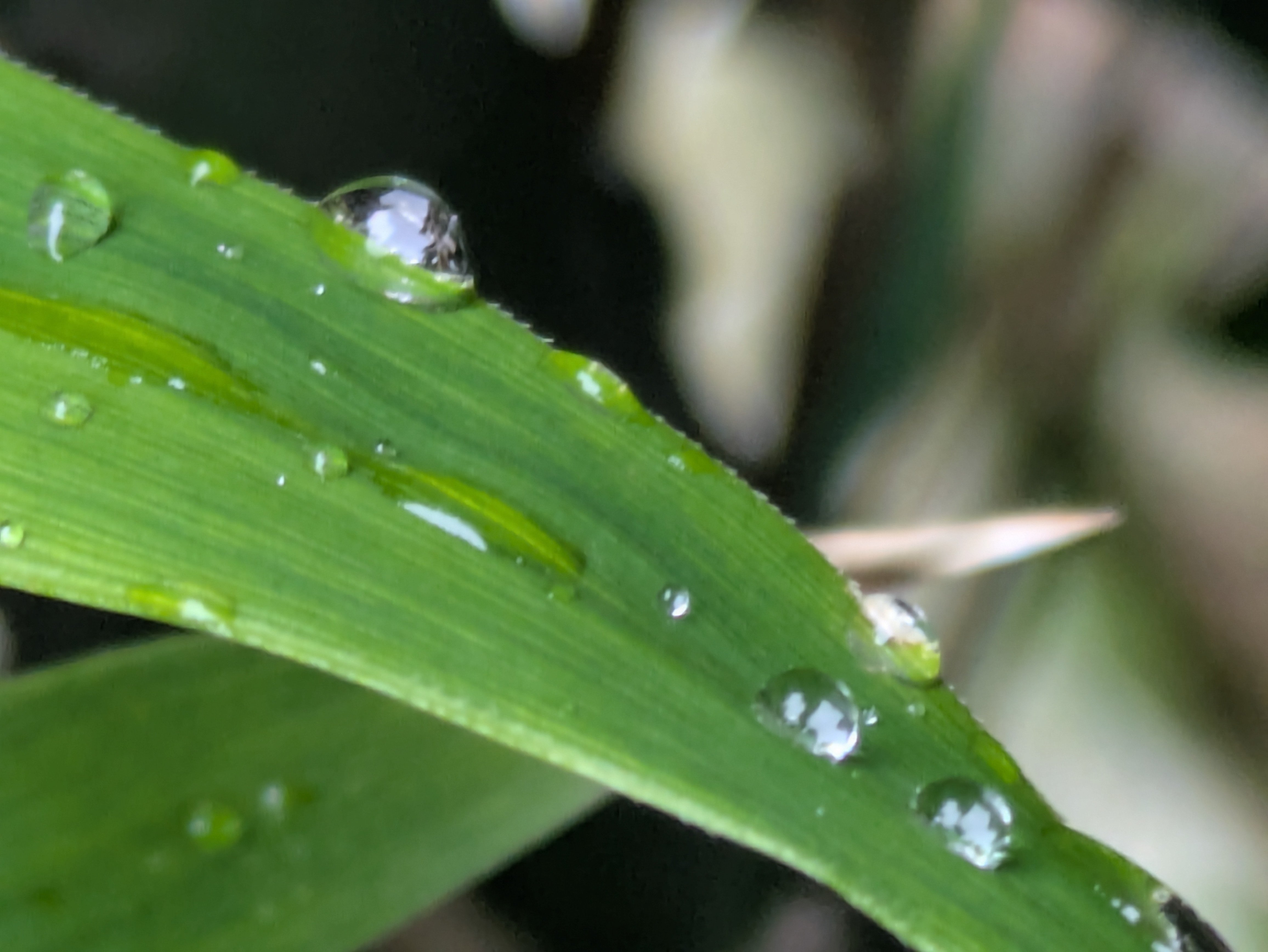 今朝の水滴②｜ichiro70