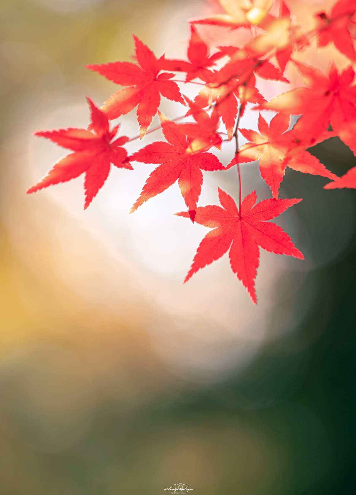 α7Cを5年間使った結果…良かった点と後悔した点｜ichi_graphy