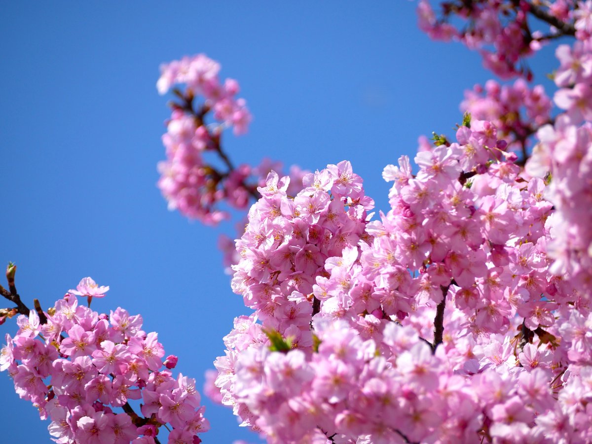 Stroll & Snaps Vol. 113: 界隈の彩 - 河津桜｜Strolling Ricky