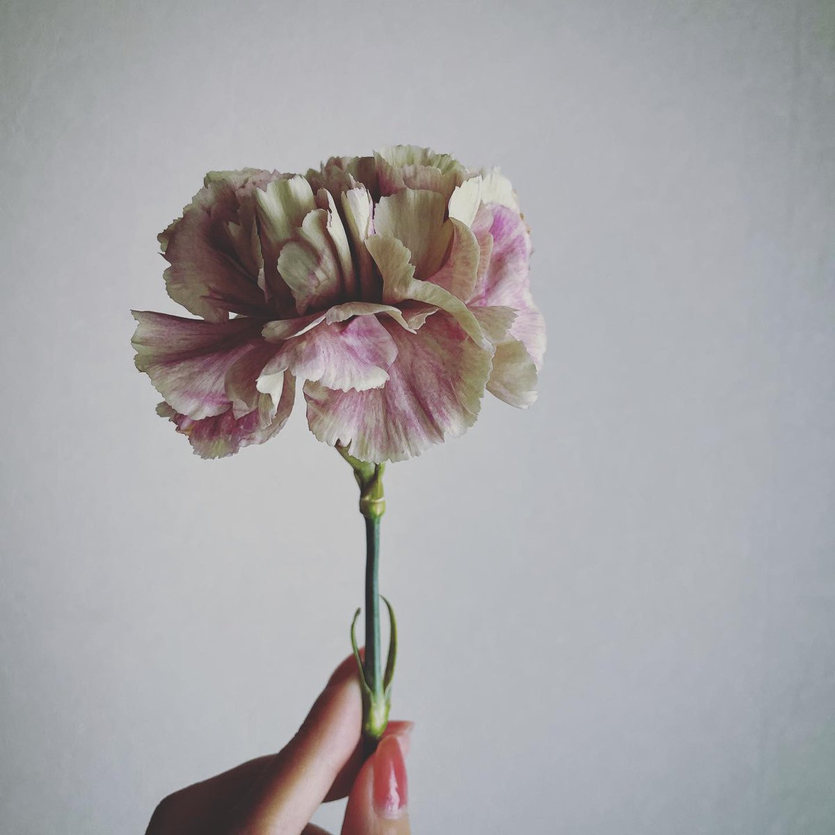 自己紹介｜はじめてのnote｜肌よわ_inui