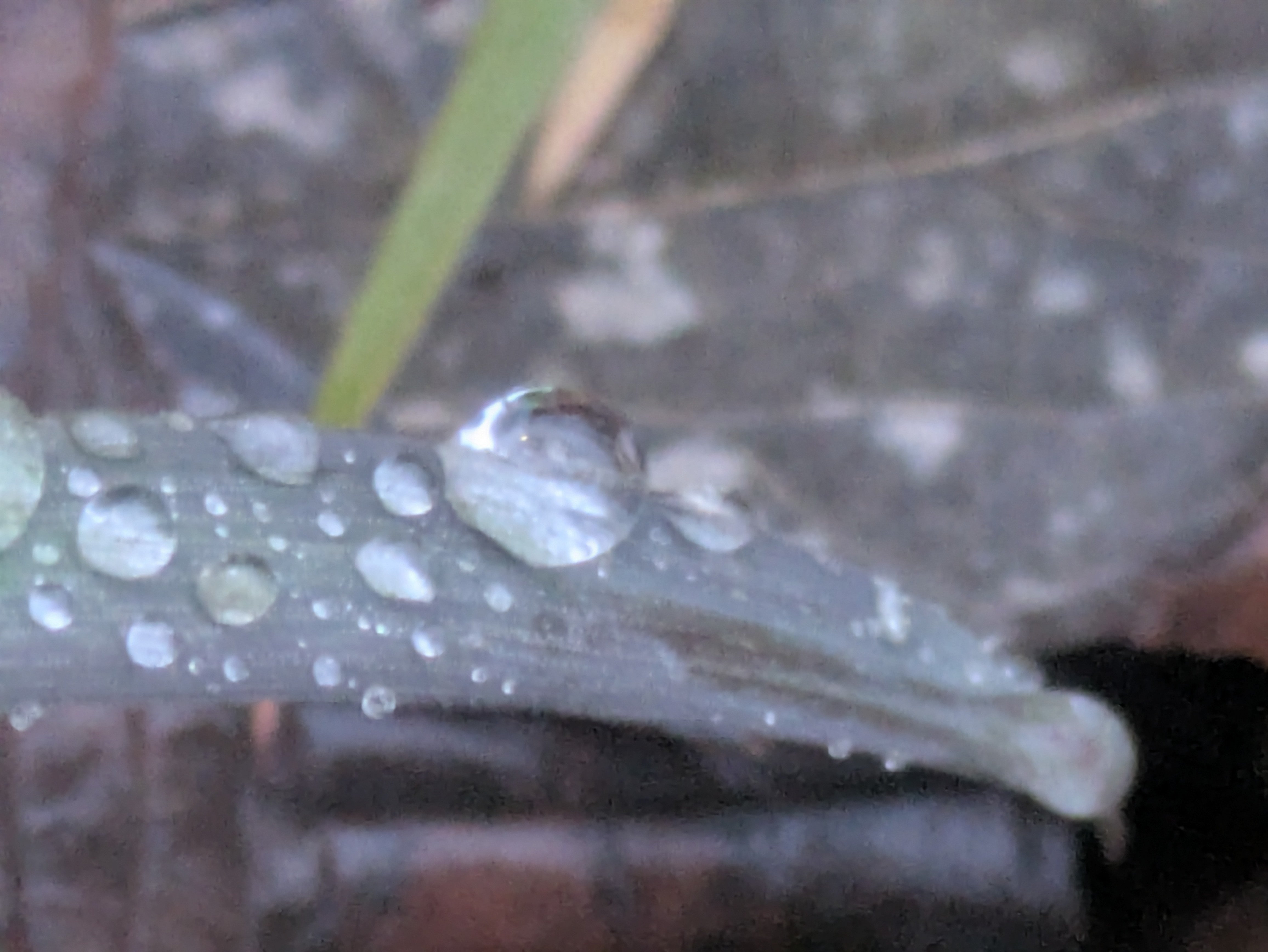 今朝の水滴｜ichiro70