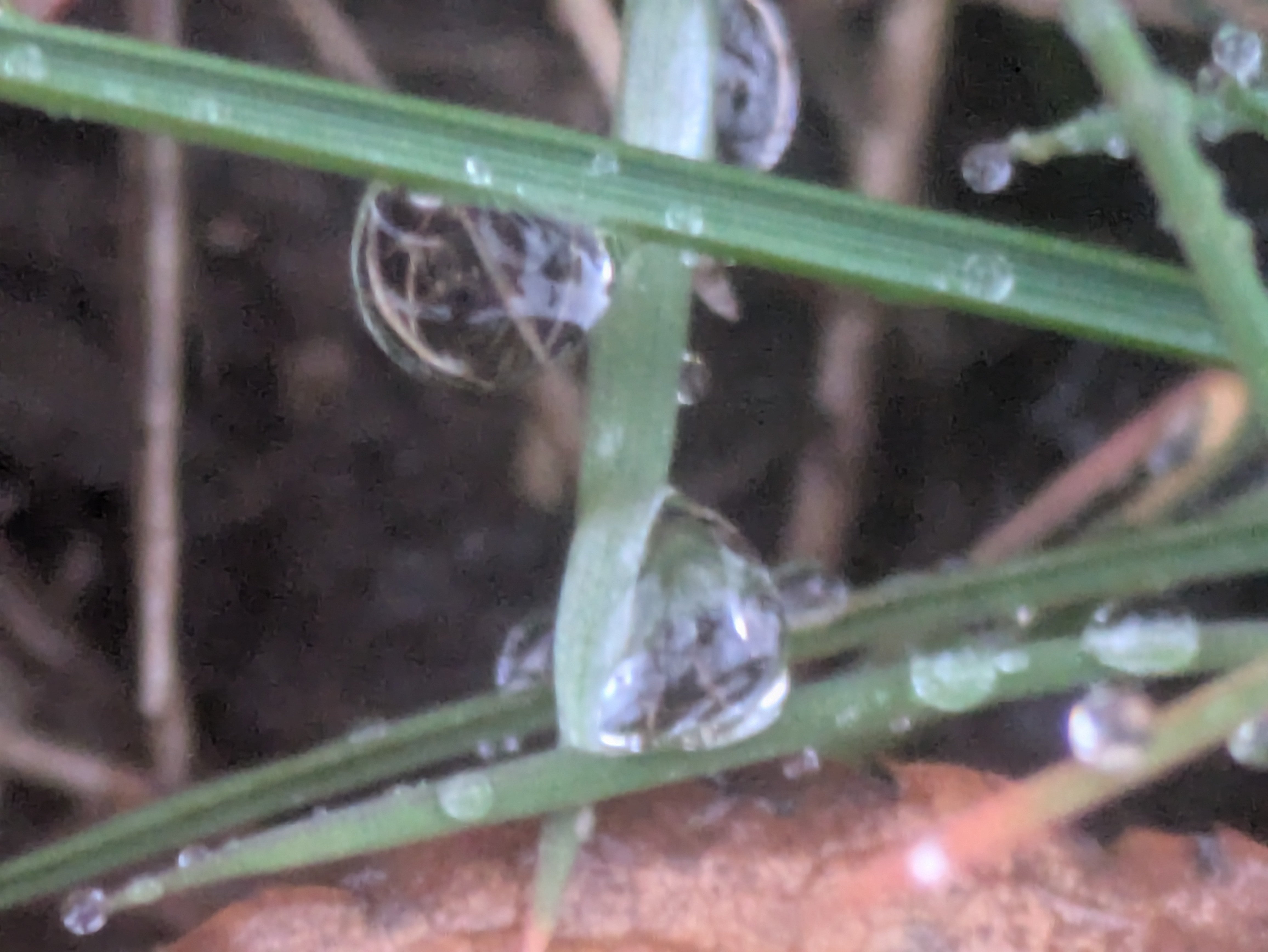 今朝の水滴②｜ichiro70