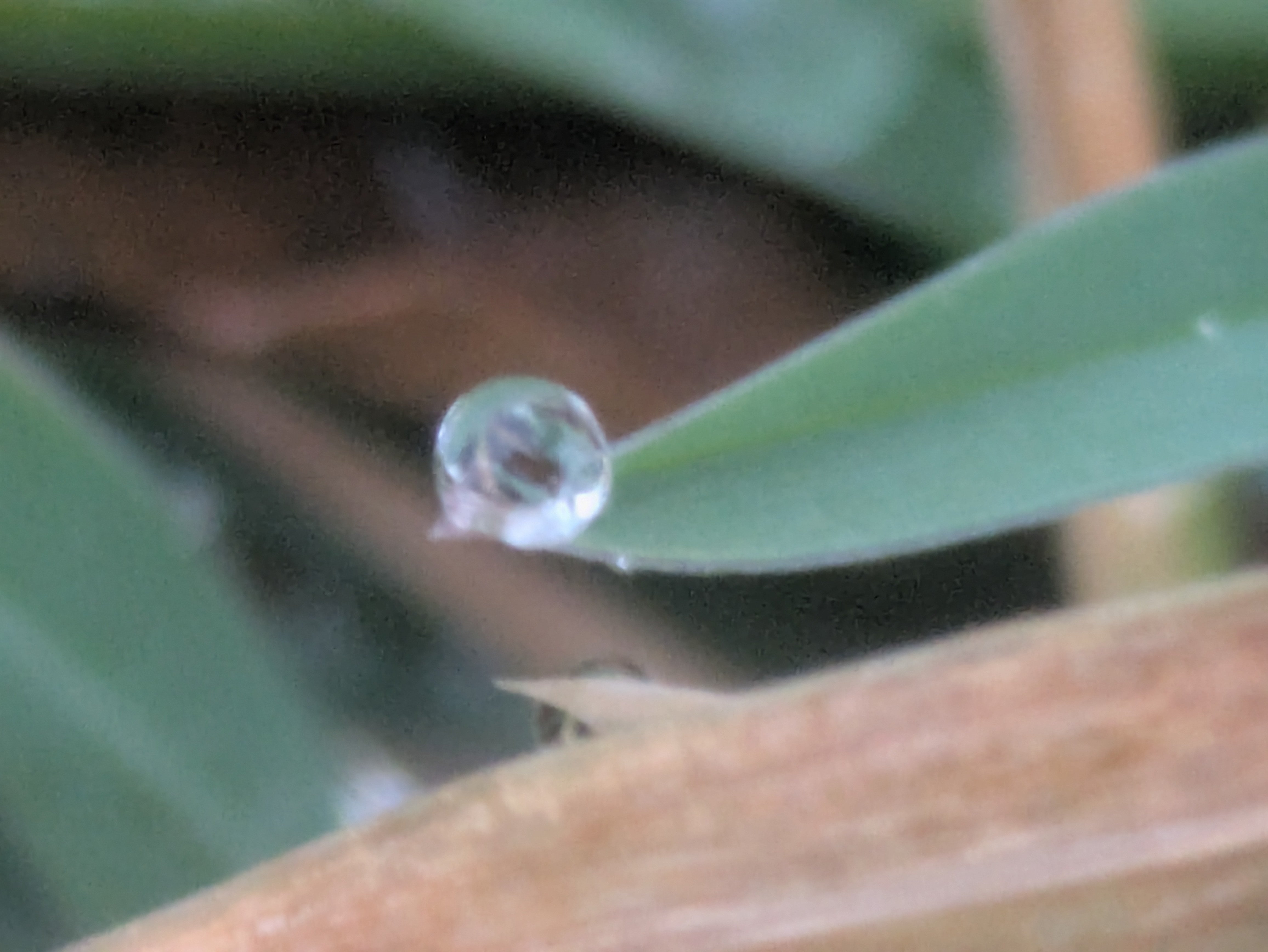 今朝の水滴③｜ichiro70