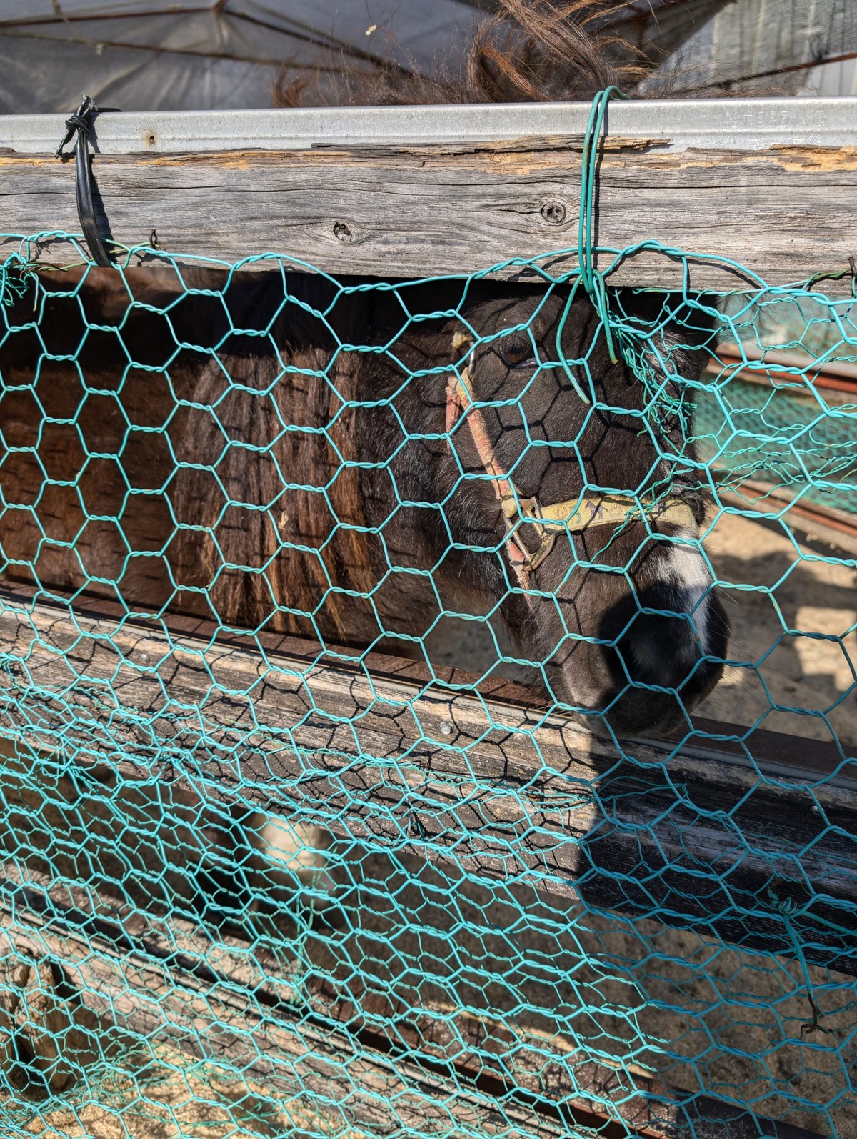 ポニーのマロンちゃん🐴｜Akihiko Oosugi