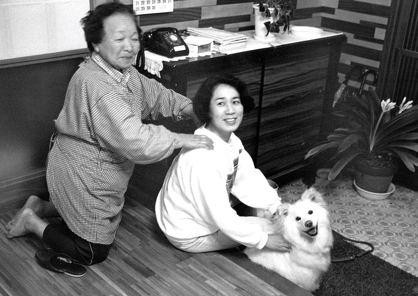 写真「With The Dogs」・・・三様｜Rabi Sato