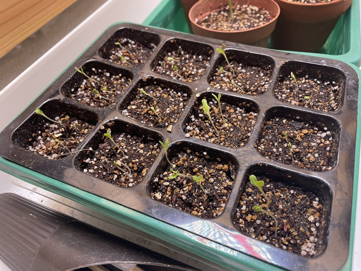 今年も無限サニーレタスした。｜plm_kurashi