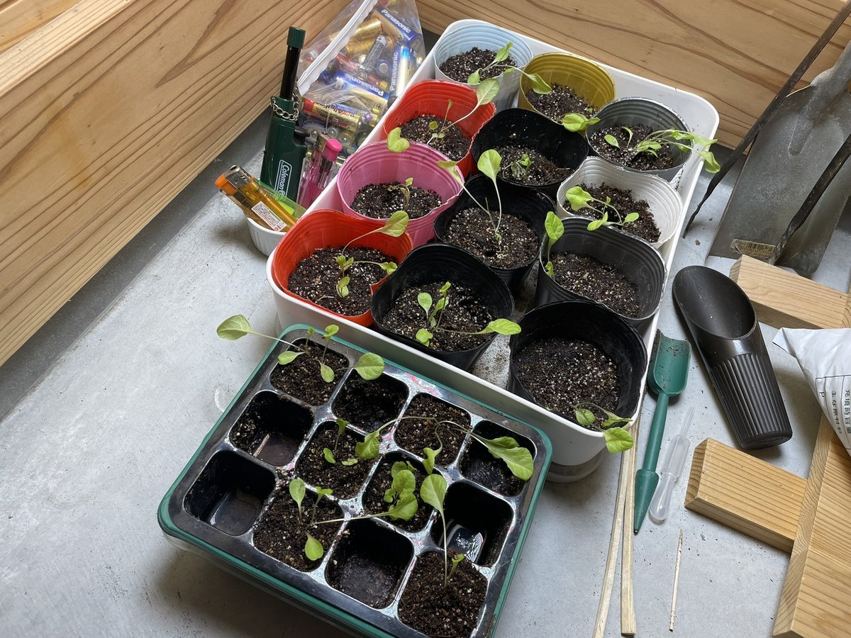 今年も無限サニーレタスした。｜plm_kurashi