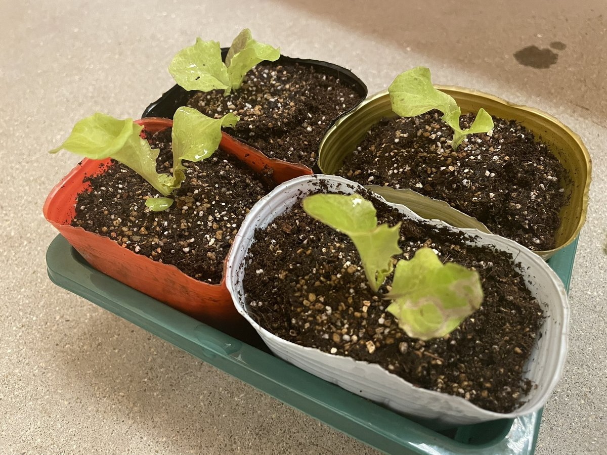 今年も無限サニーレタスした。｜plm_kurashi