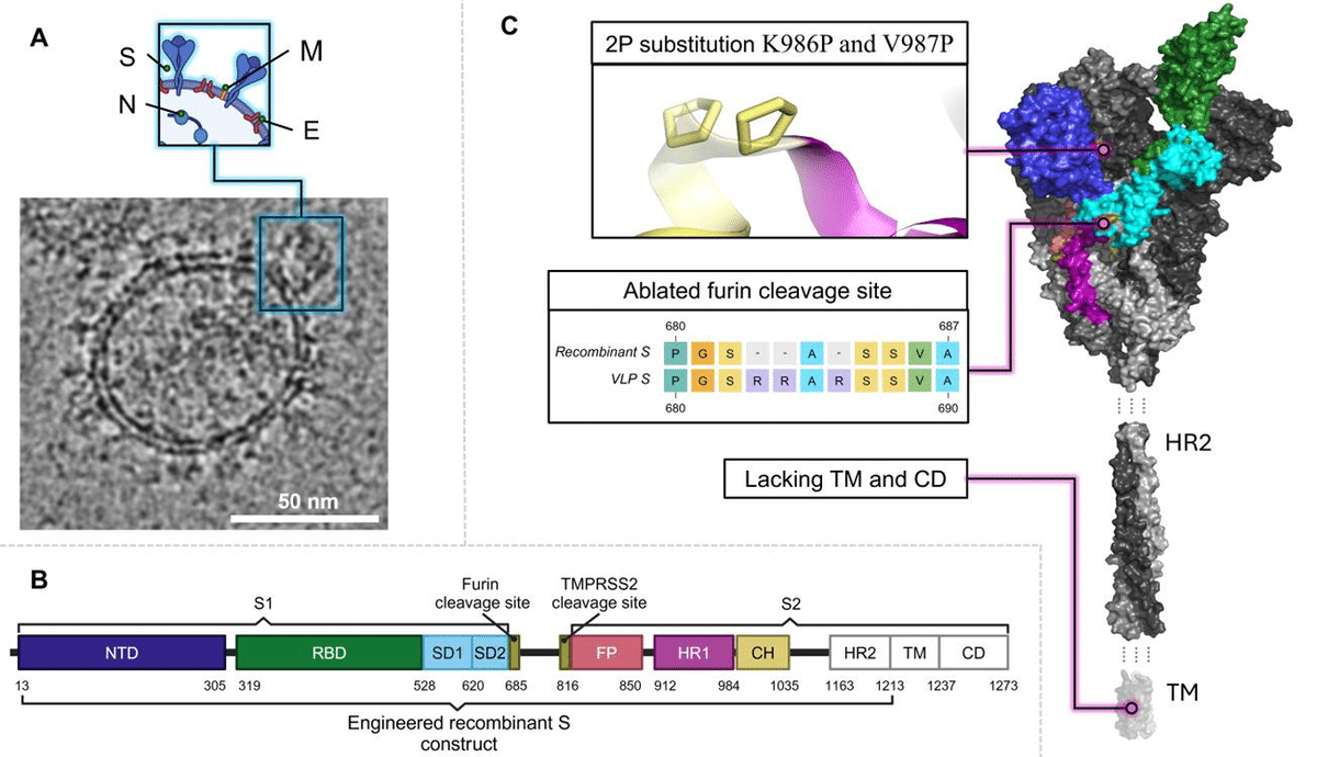 SARS CoV-2スパイクはin situで異なる立体構造集団を形成する｜カイン