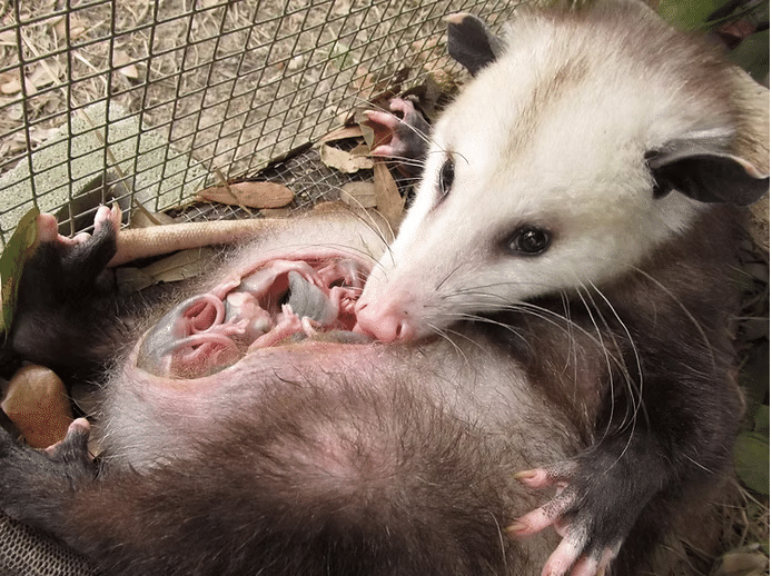 ひとやすみ ＊ Opossum｜ローリー