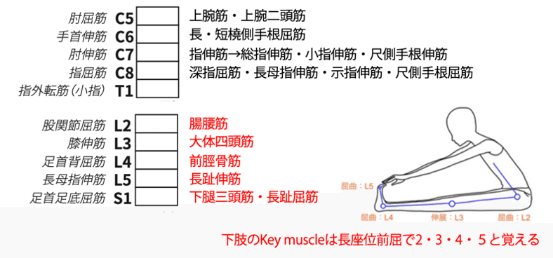 第60回理学療法士国家試験 午後21−25の解説｜Sixty_valleyのページ