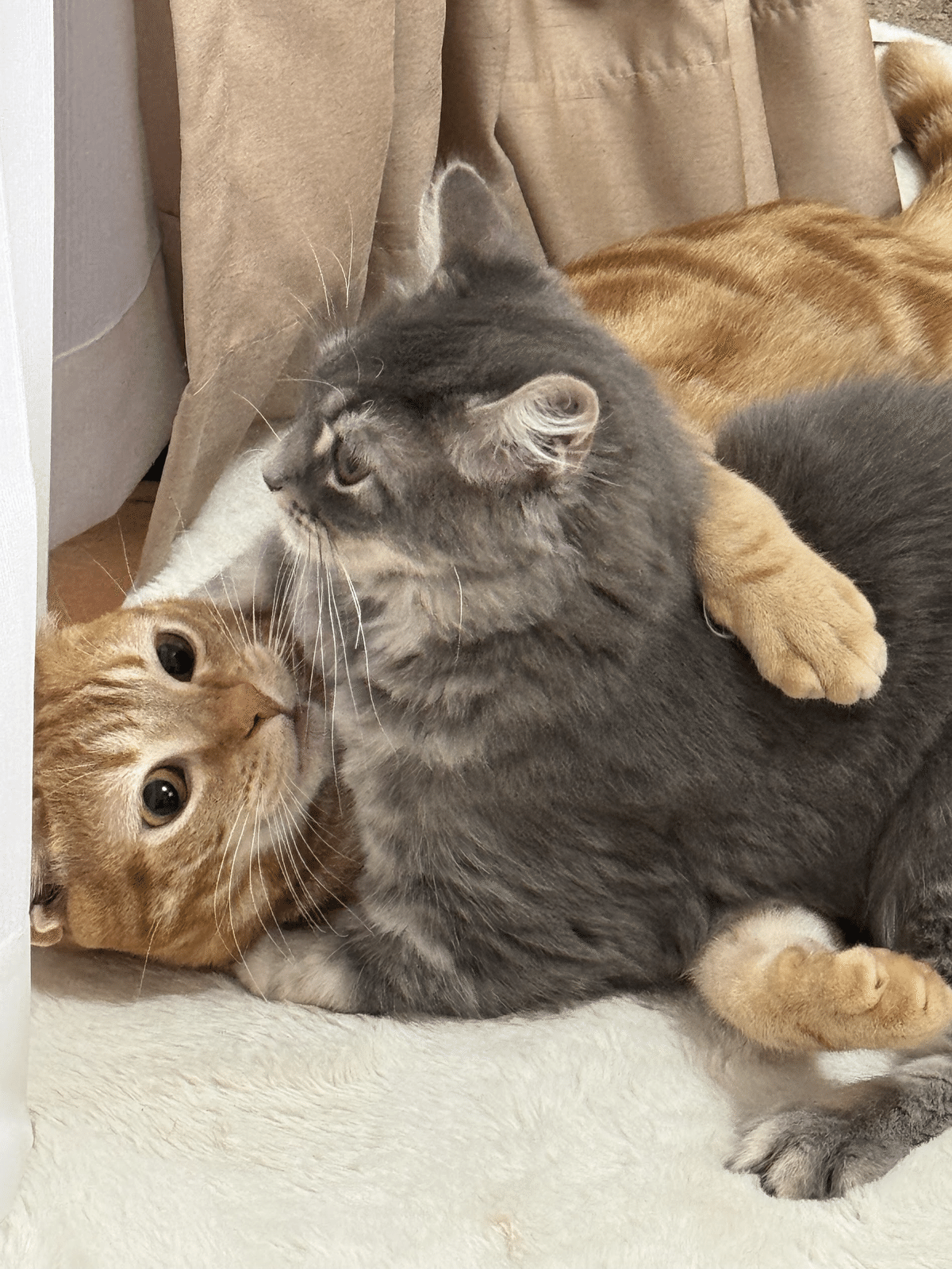 HHKBを複数のPC間で高速に切り替える方法｜ToraChoco