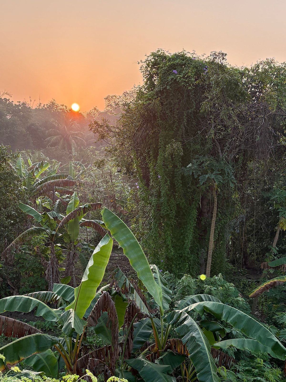 南インド渡航記（Auroville訪問①）｜mayumiyoga11
